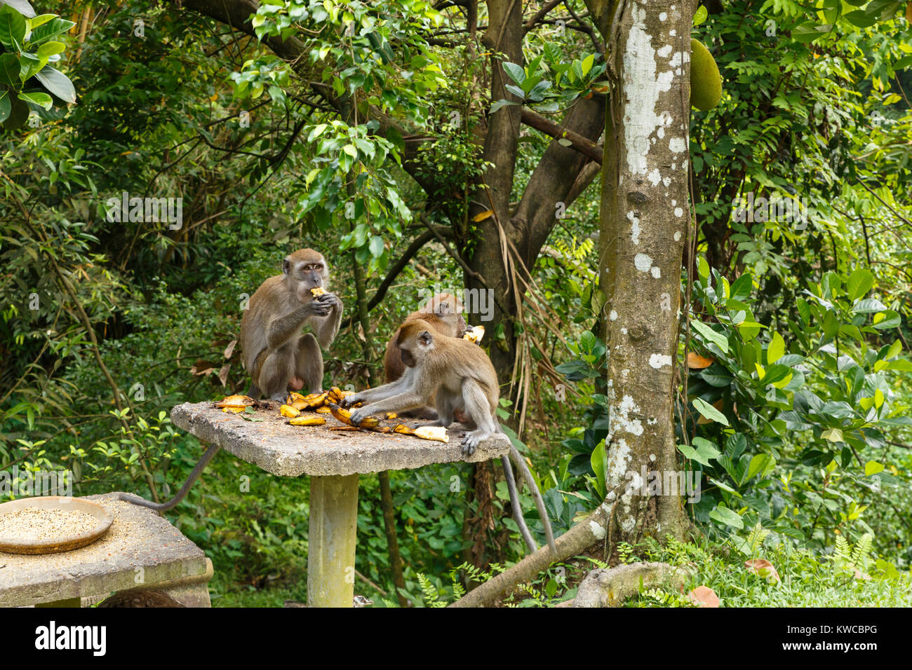 Cancer fascicularis hi-res stock photography and images - Alamy