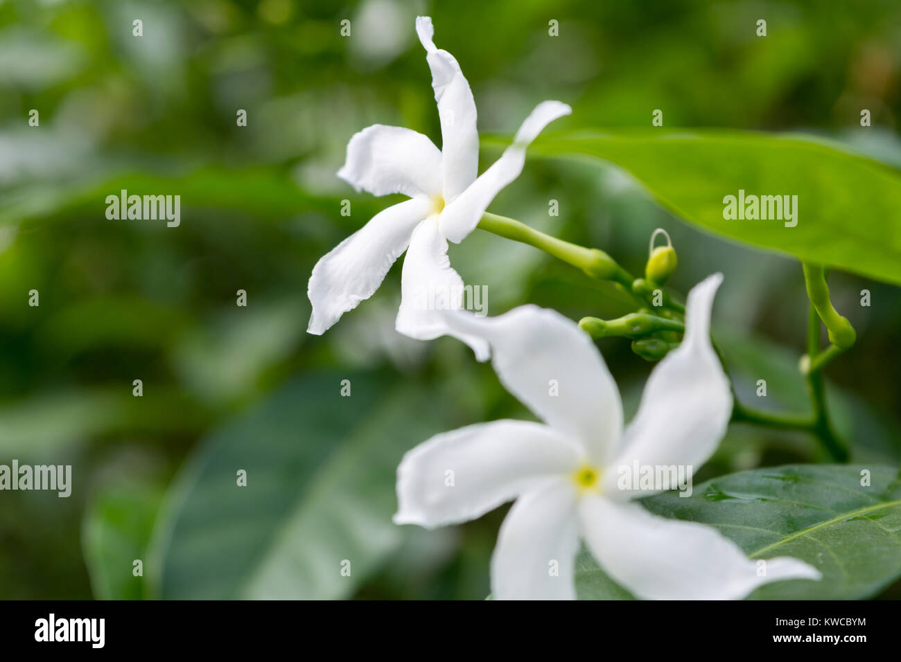 Moonbeam, white flowers on trees in garden, blossom during spring ...