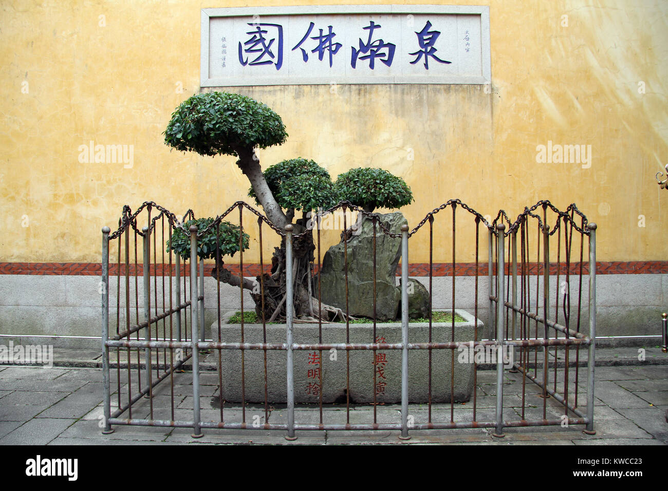 Small sacral tree in buddhist monastery in Quanzhou, China Stock Photo ...