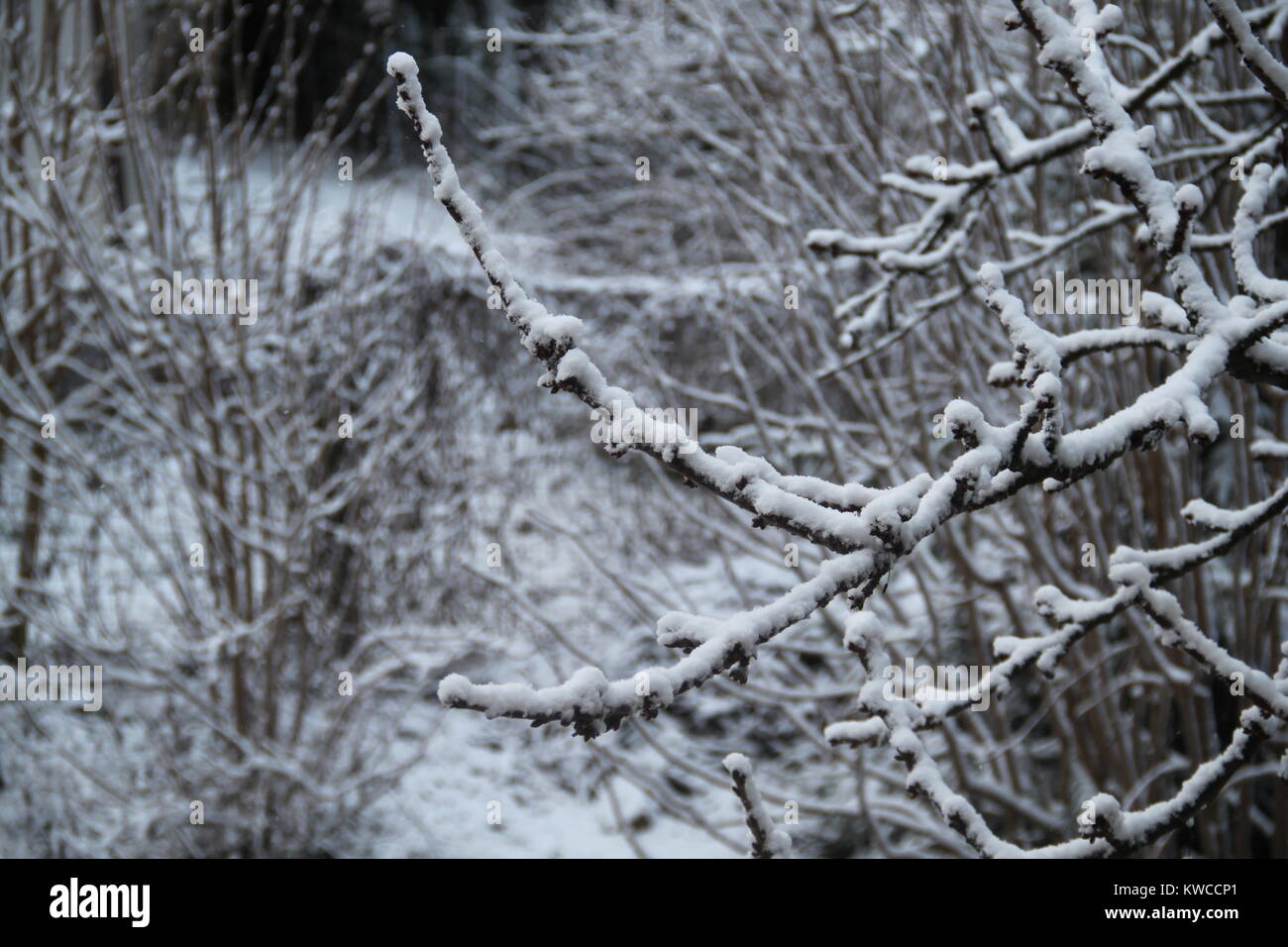 Snow on twigs Stock Photo - Alamy