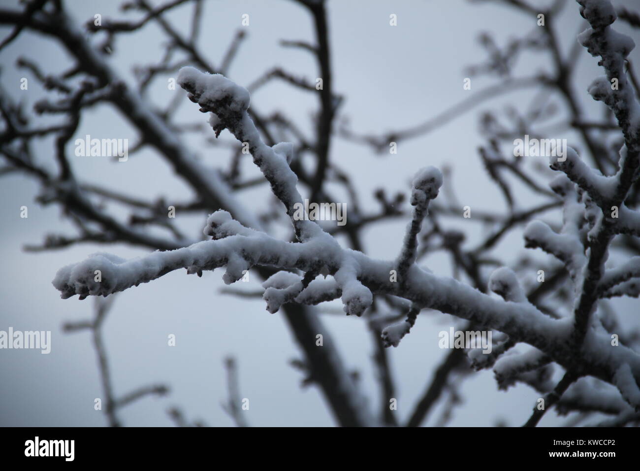 Snow on twigs Stock Photo - Alamy