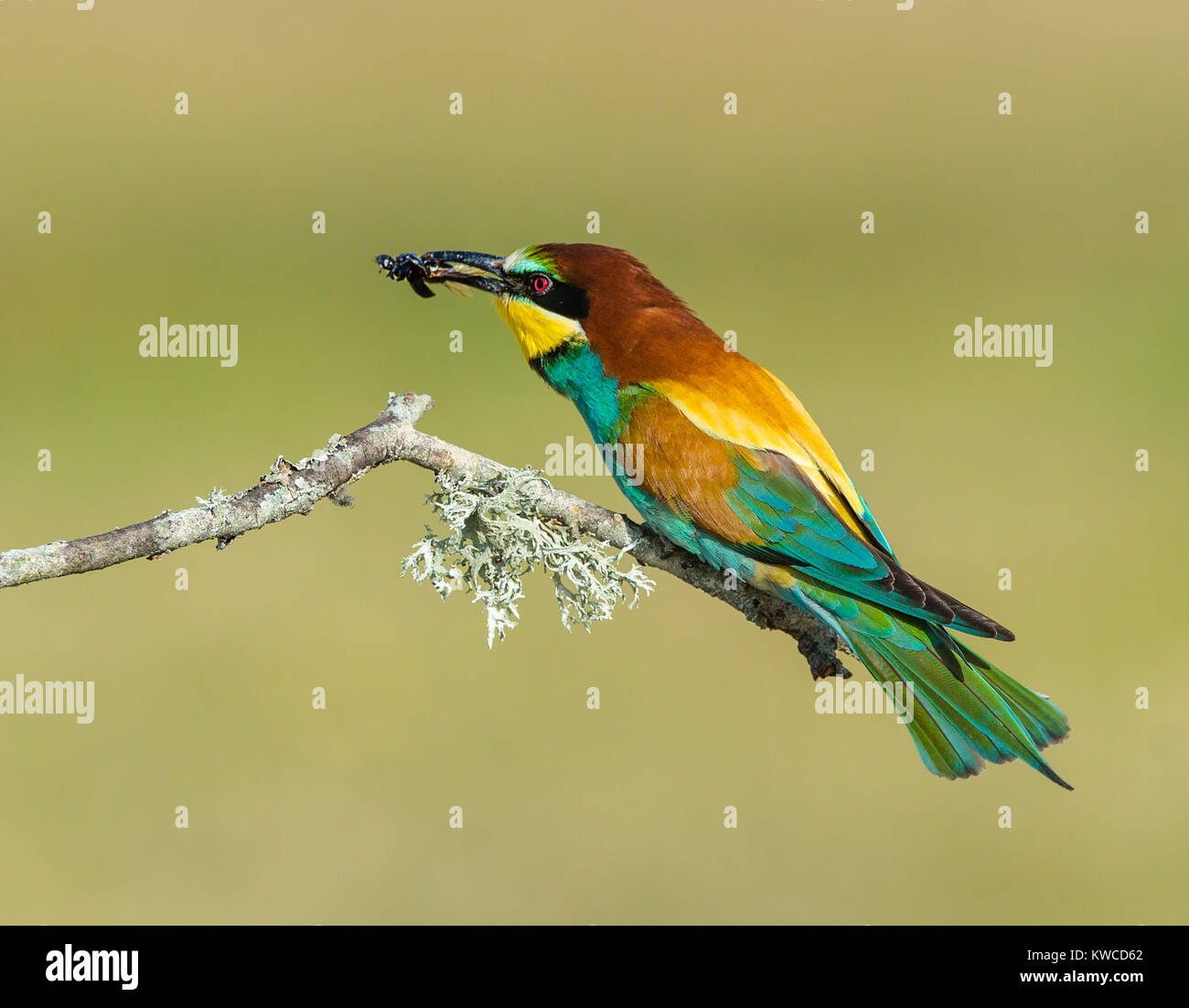 Bee-eater with flying insect in it's bill Stock Photo - Alamy