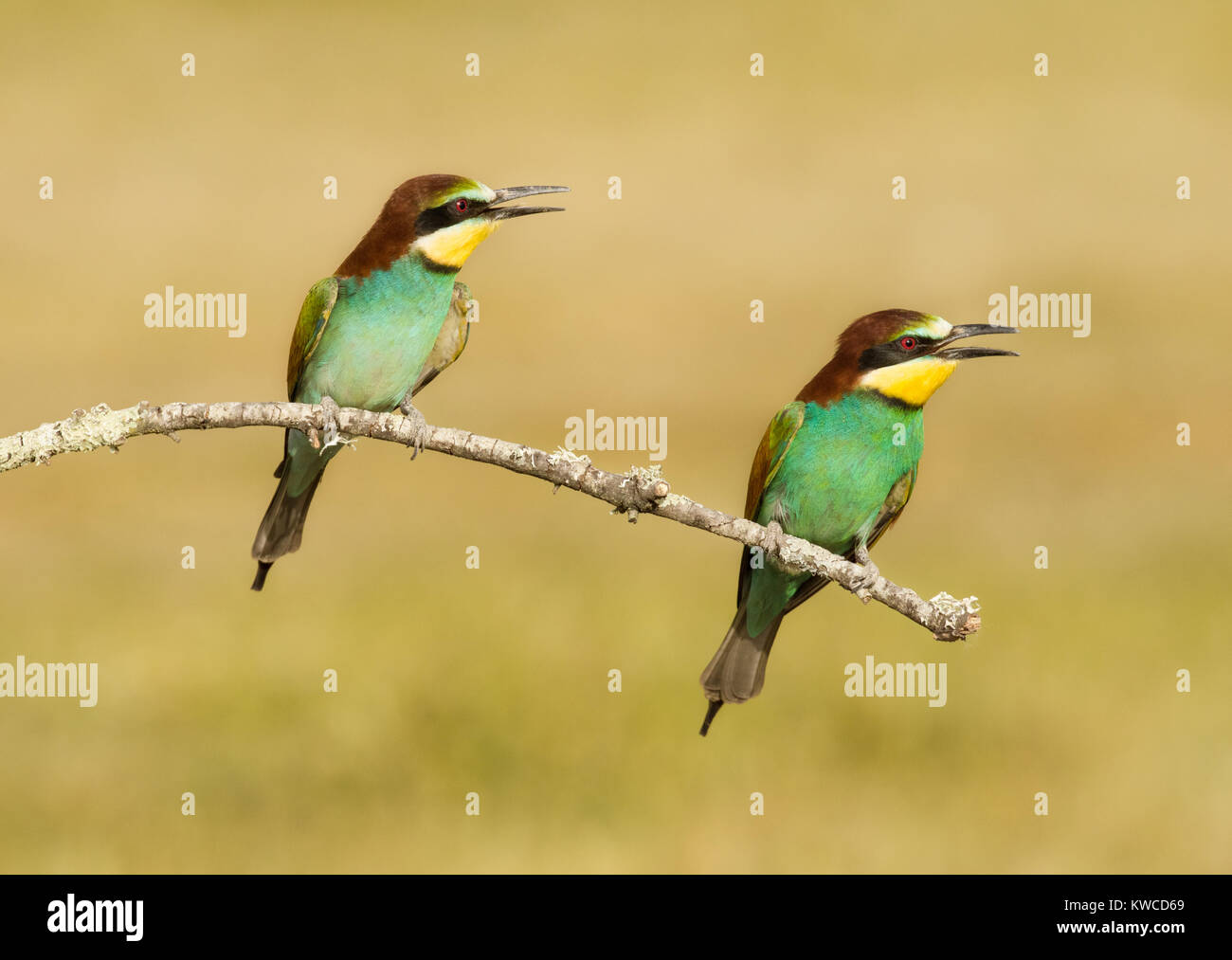 Pair of European Bee-Eaters Stock Photo - Alamy