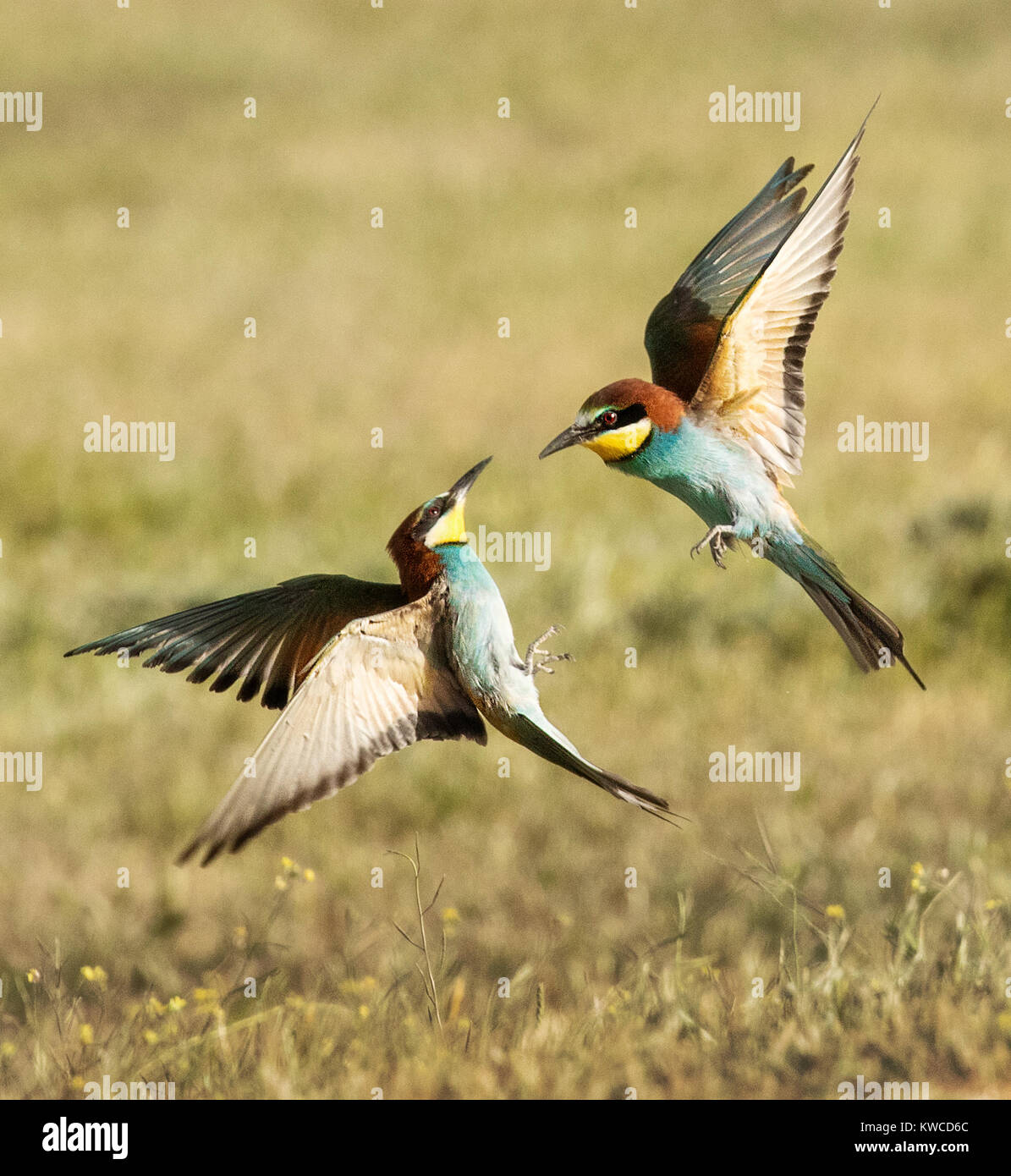 Bee eaters spain hi-res stock photography and images - Alamy