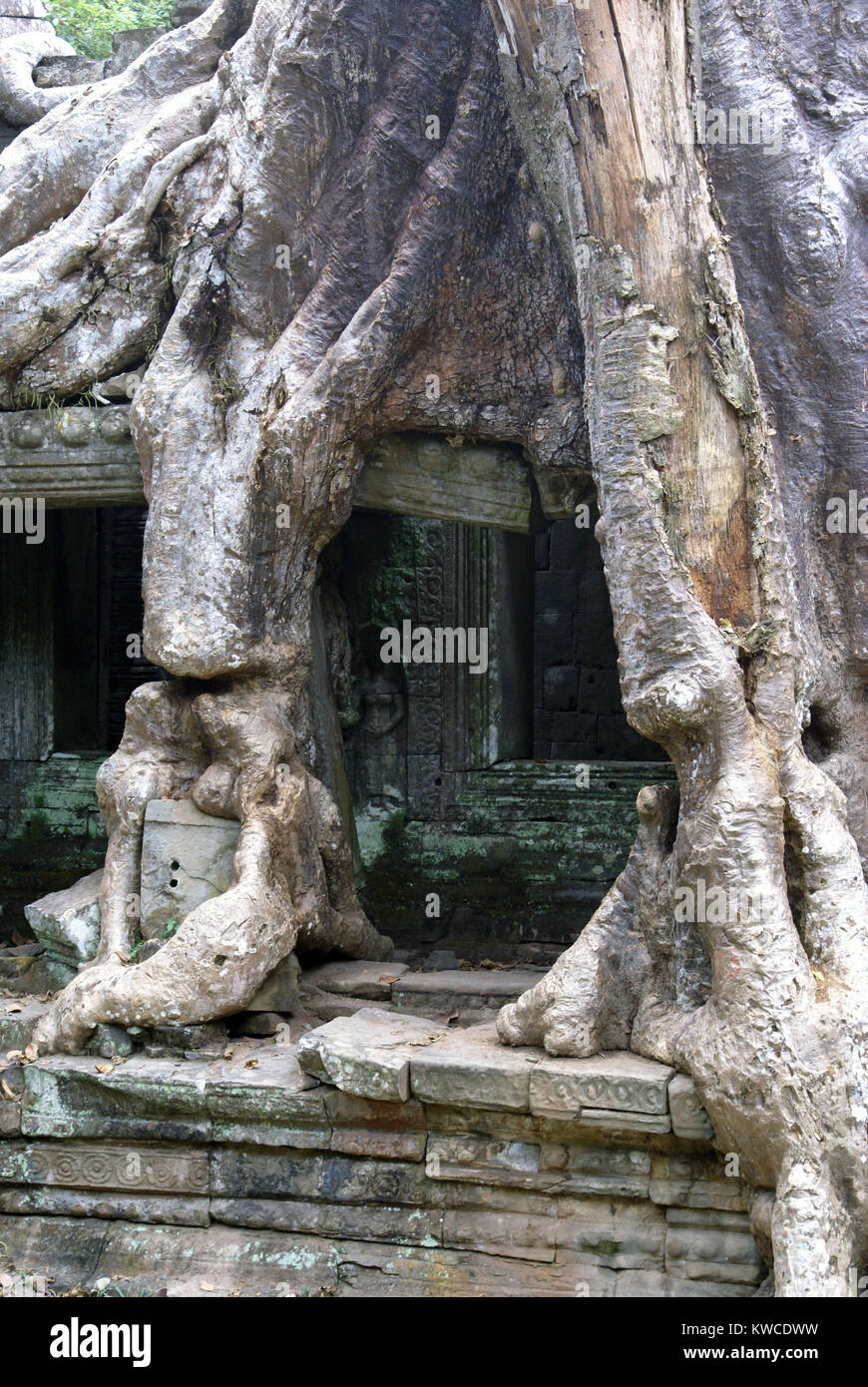 Root and windows, Angkor, Cambodia Stock Photo - Alamy