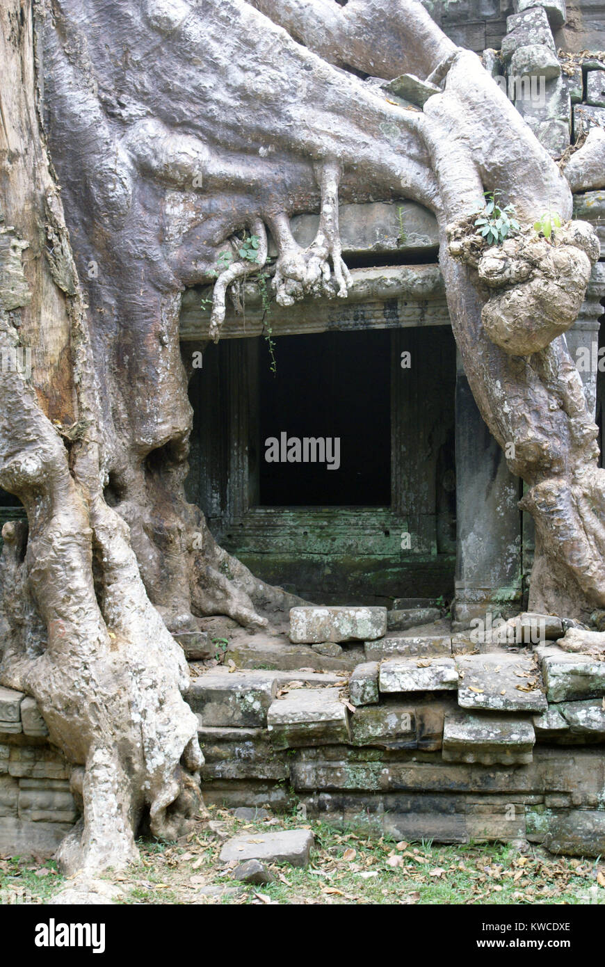 Big root and door, Angkor, Cambodia Stock Photo - Alamy