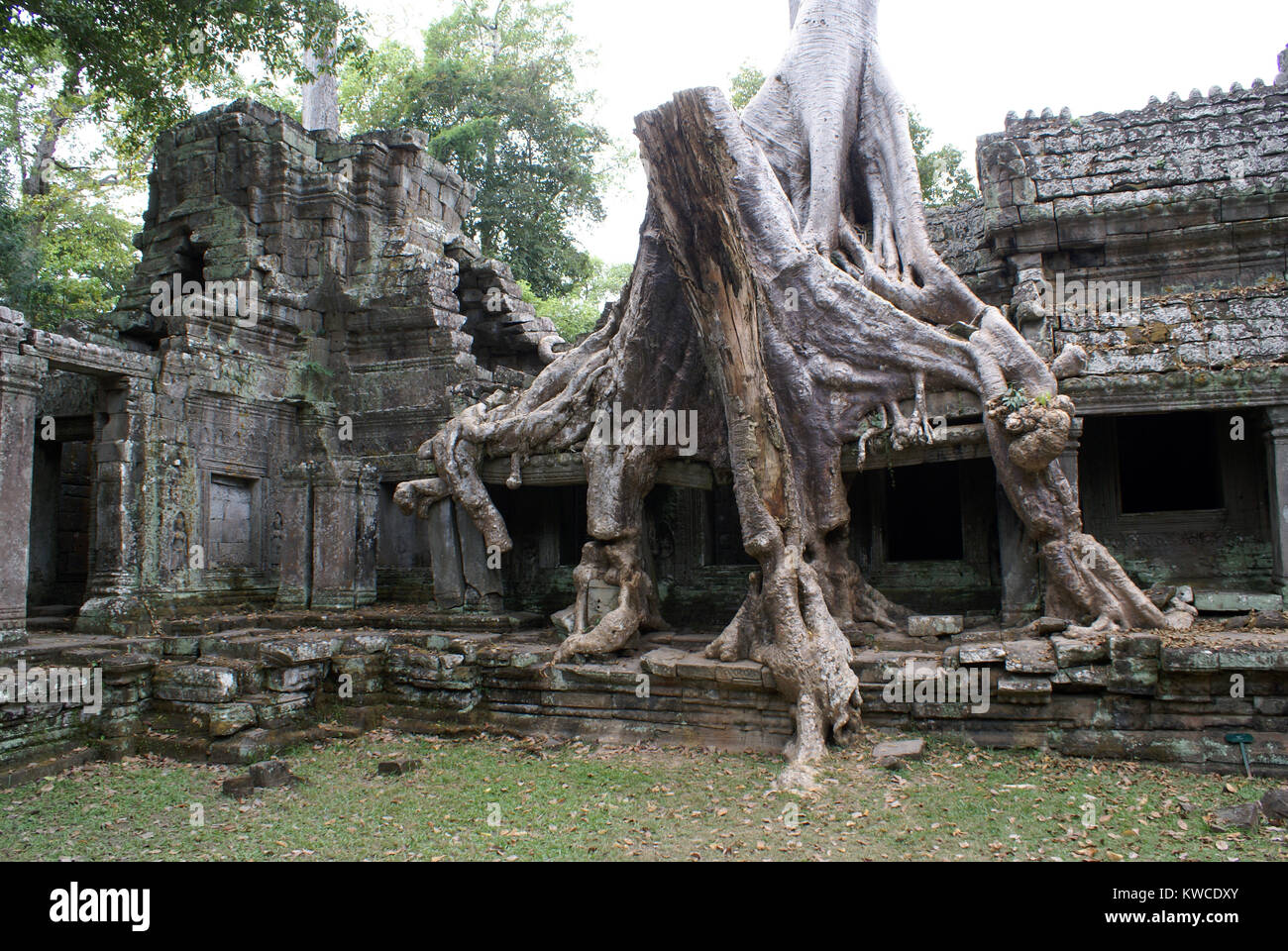 Temple and tree with roots, Angkor, Cambodia Stock Photo - Alamy