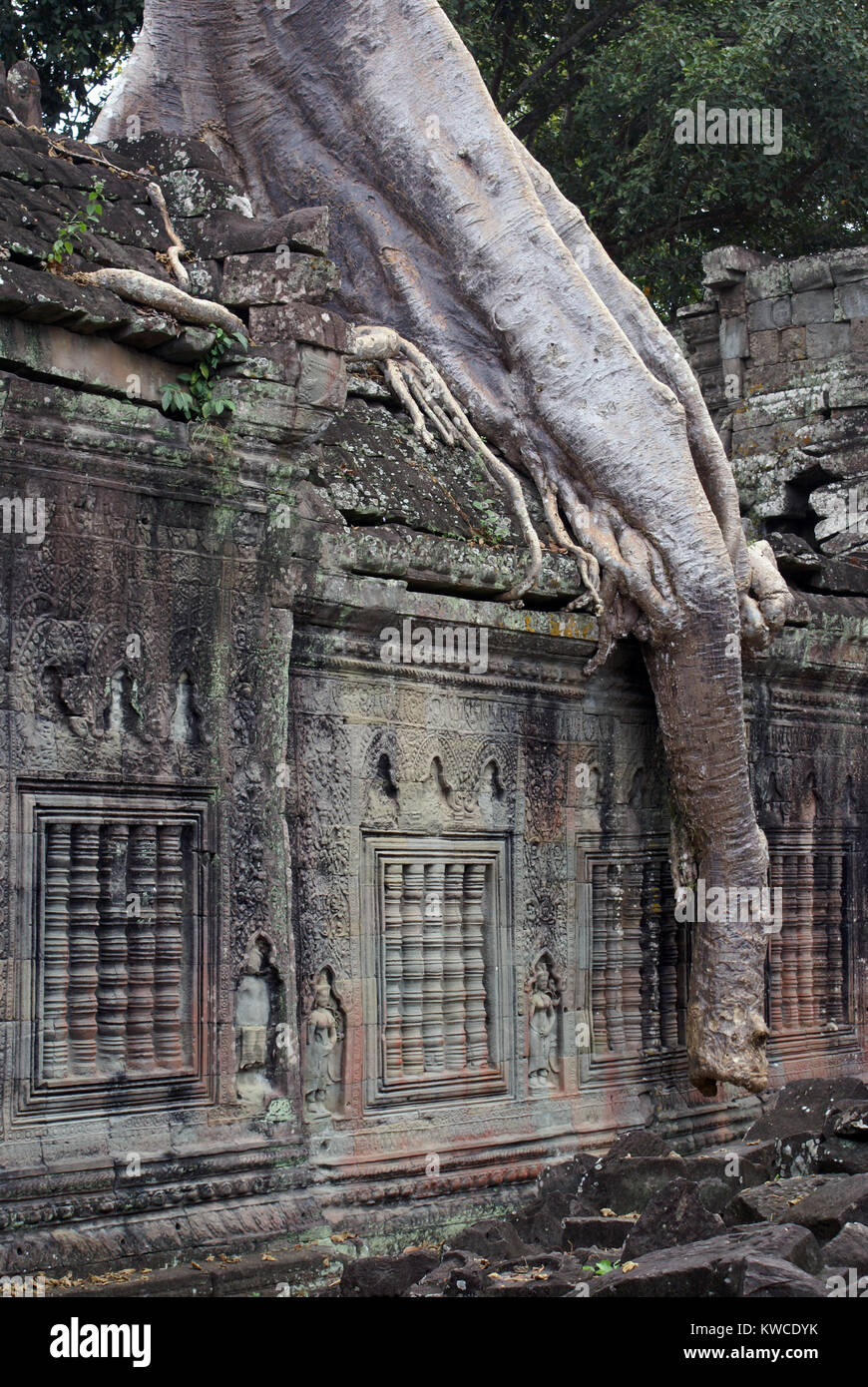 Wall and big root, Angkor, Cambodia Stock Photo - Alamy