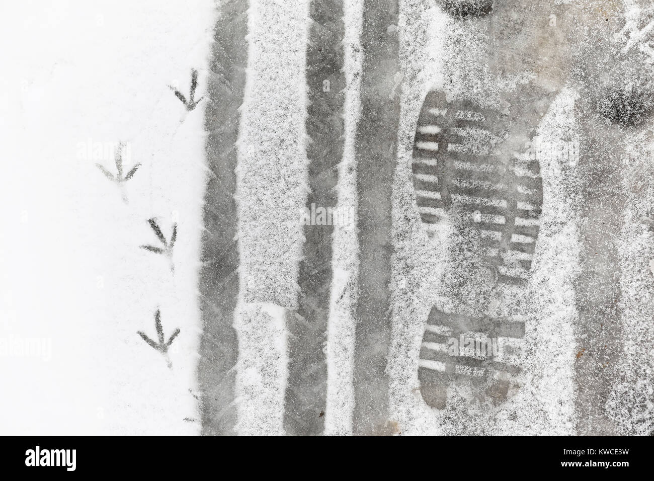 Footprints in the snow. Footprints on the first snow. Imprint of shoes ...