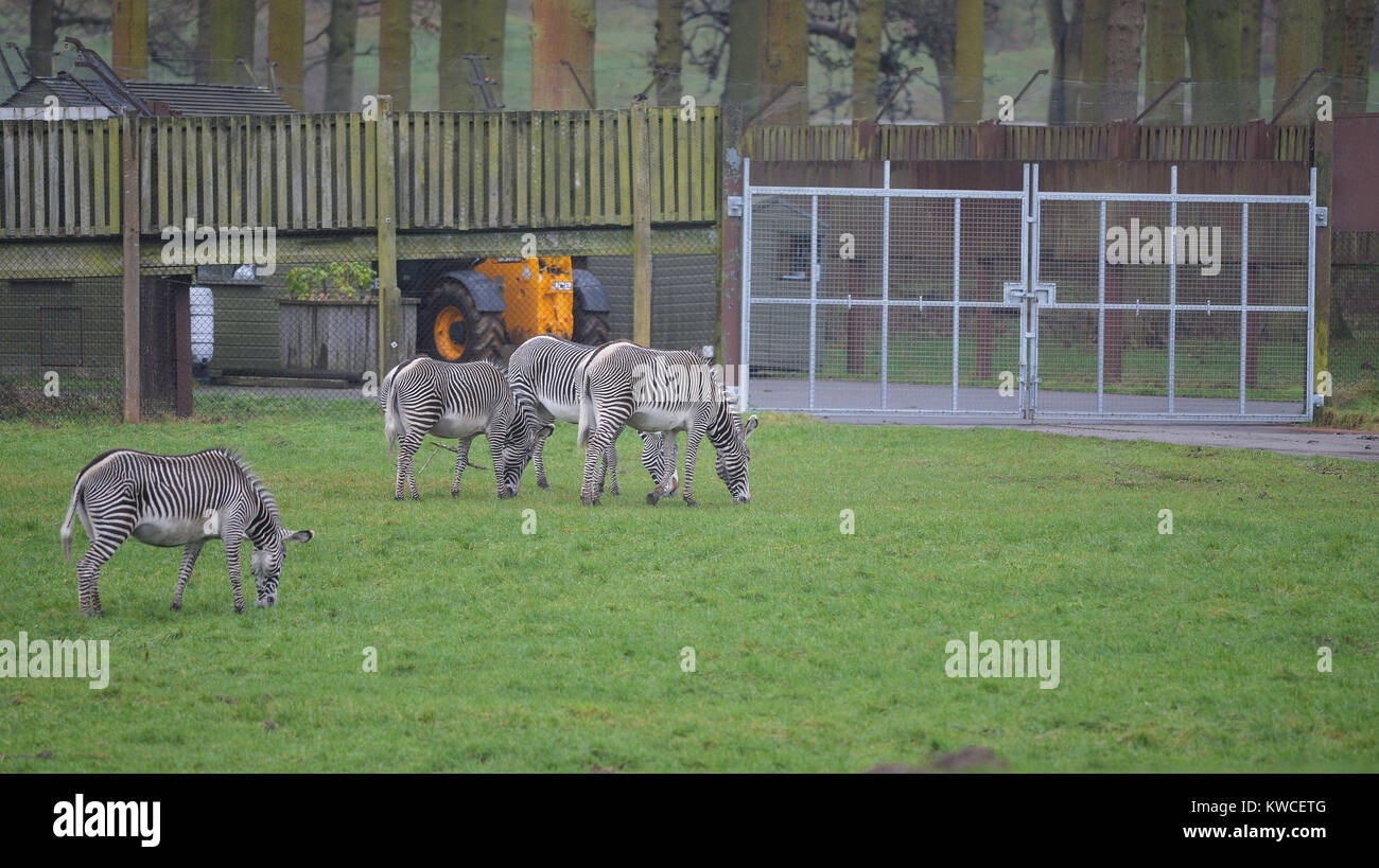 Woburn safari park monkeys hi-res stock photography and images - Alamy