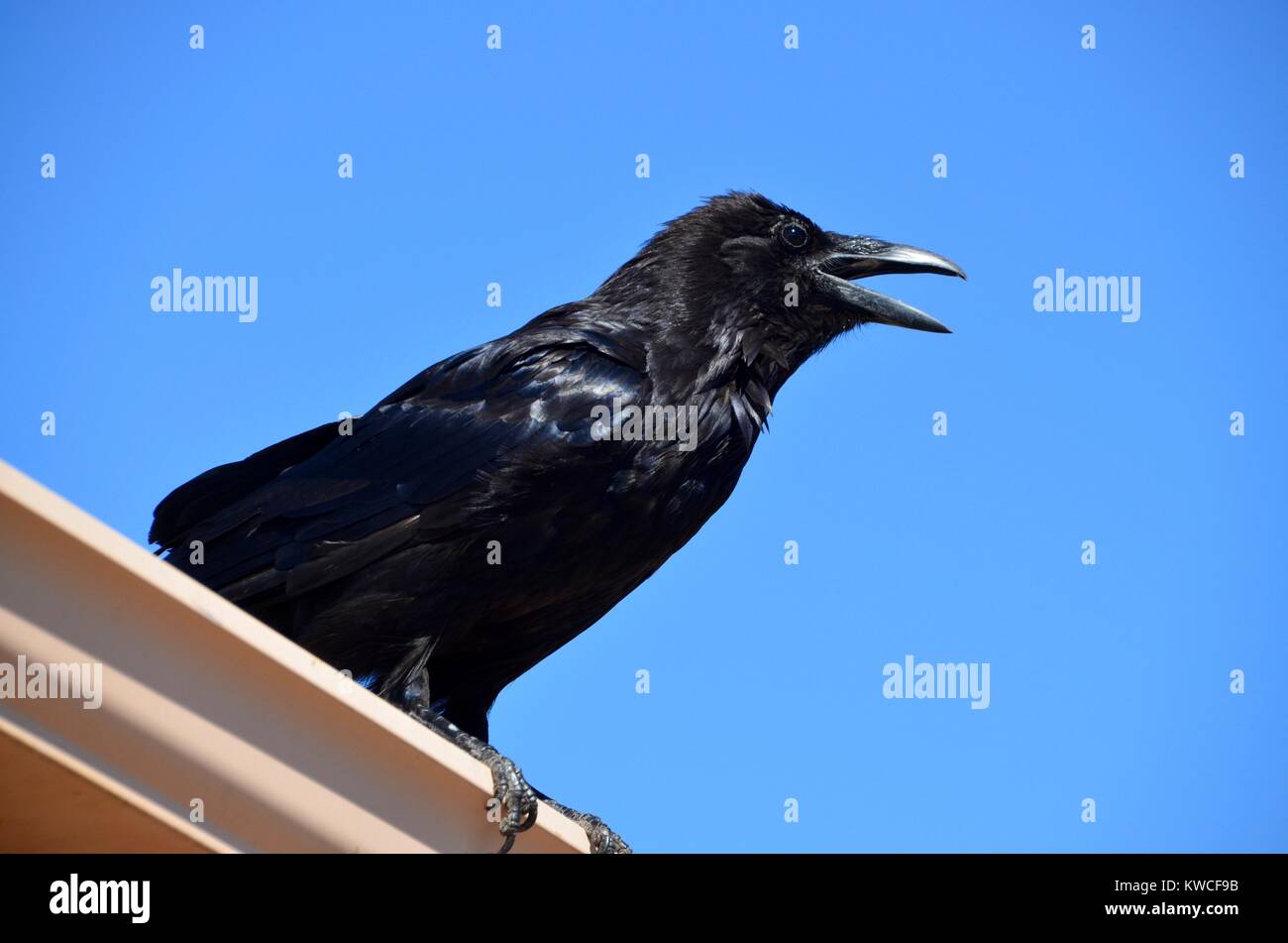 a crow, rook, raven caws on a rooftop, page arizona USA Stock Photo - Alamy