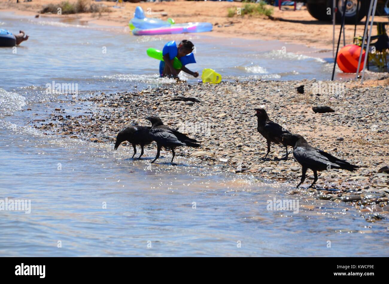 crows sharing the waters with bathers in wahweap bay utah USA Stock ...