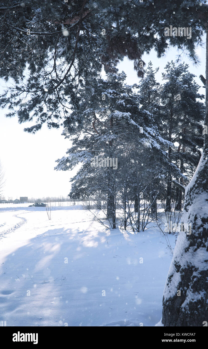 magic pine forest in winter season in snow storm Stock Photo - Alamy