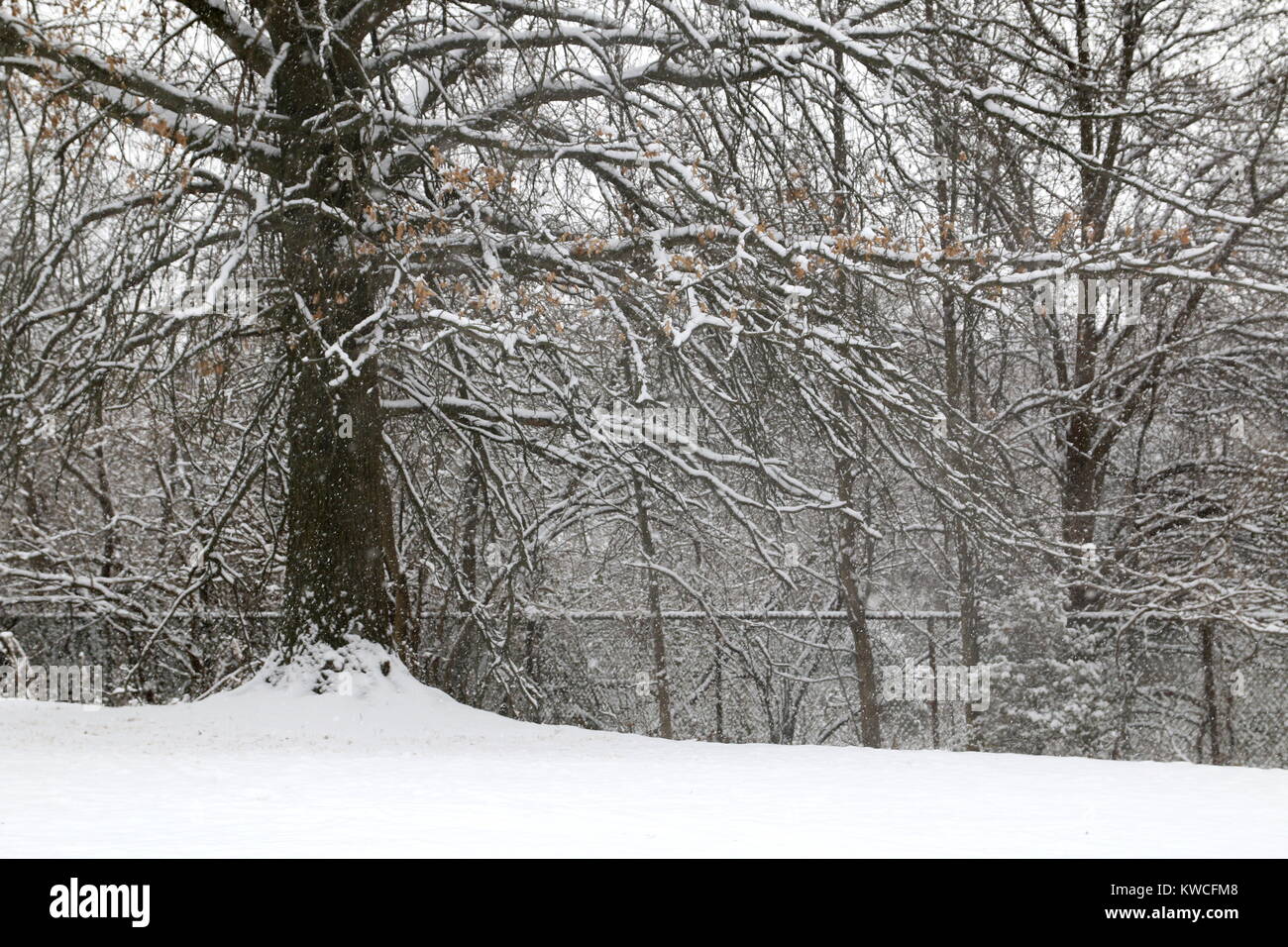 The winter scene with snow falling Stock Photo - Alamy
