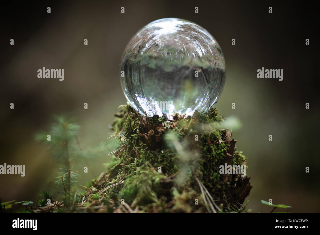 Crystal ball. Magical accessory in the woods on the stump. Ritual ball ...