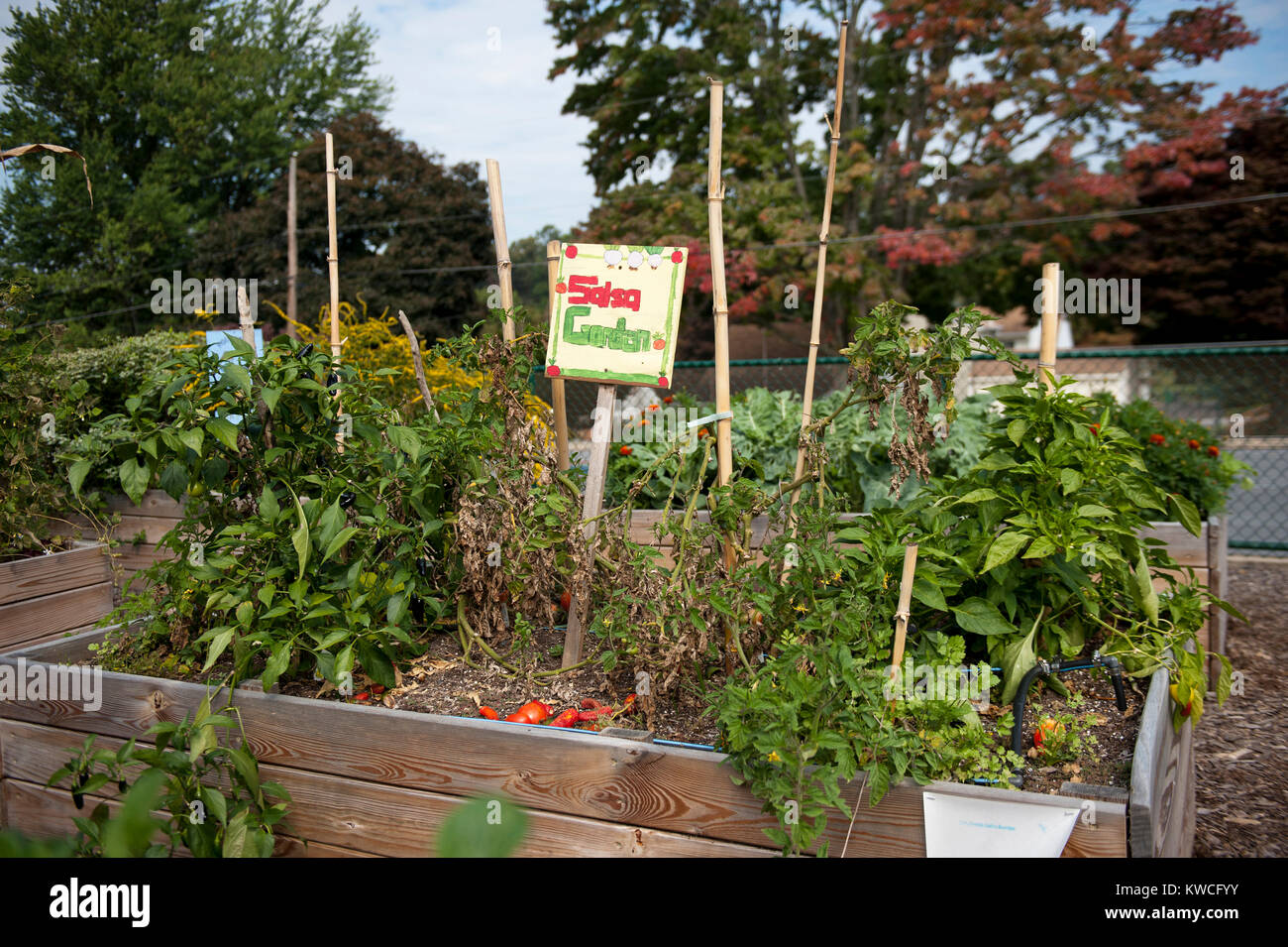 SALSA GARDEN GROWN IN RAISED BED GARDENS IN SCHOOL YARD Stock Photo - Alamy