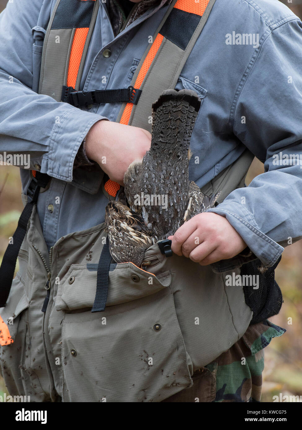 A young ruffed grouse hunter in Minnesota Stock Photo - Alamy