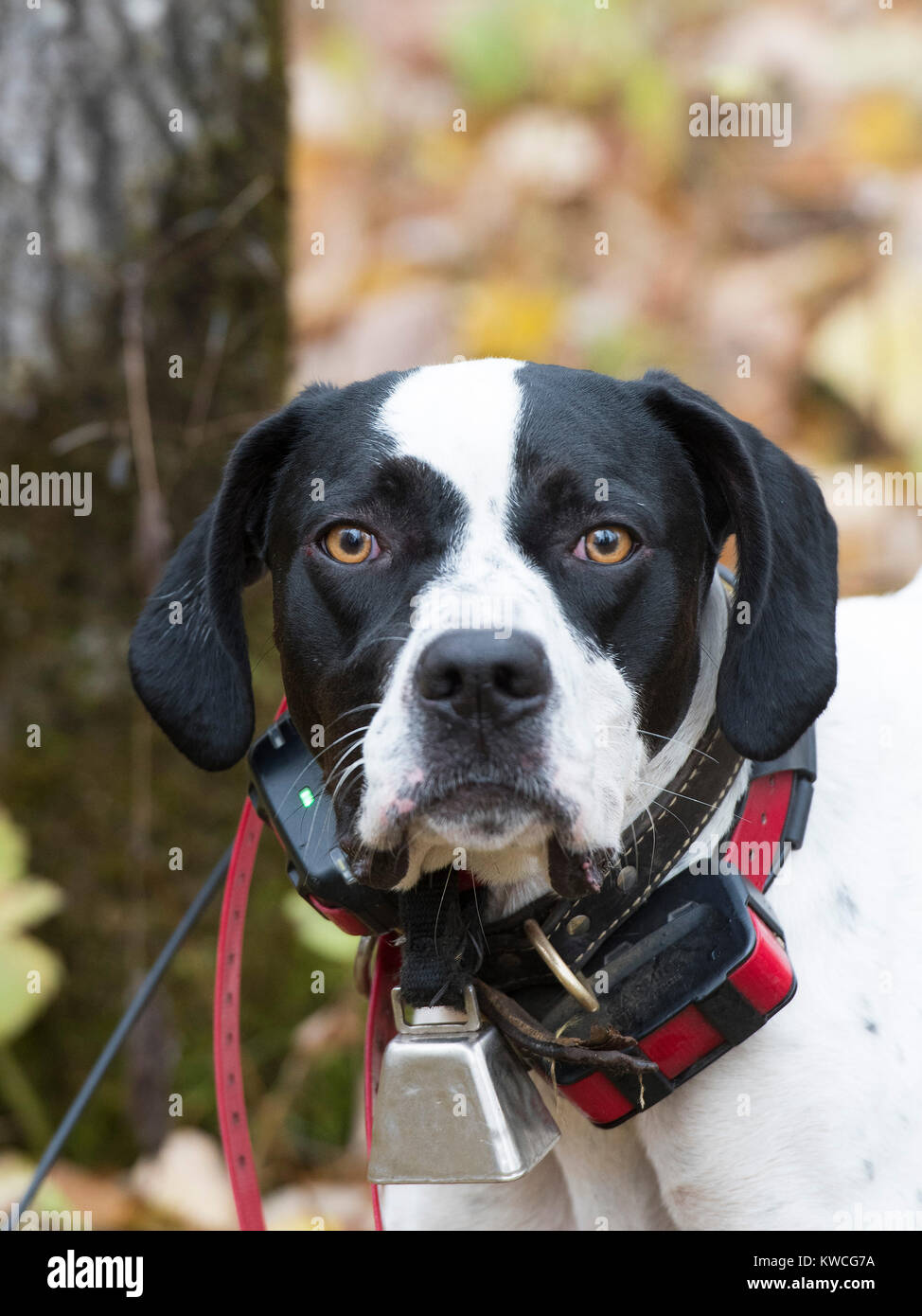An English Pointer hunting dog during a grouse hunt Stock Photo - Alamy