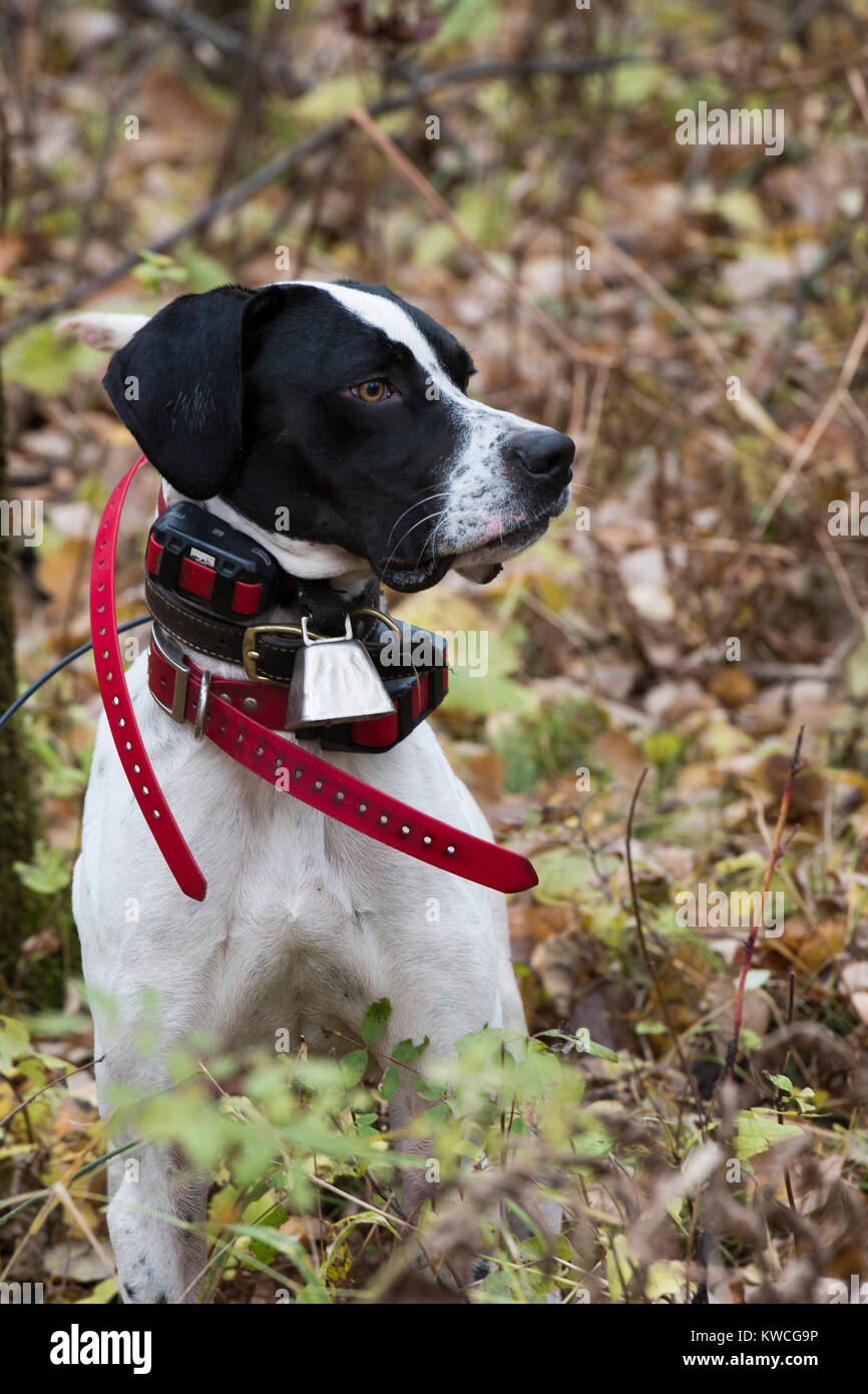 English Pointer Hunting High Resolution Stock Photography and Images ...