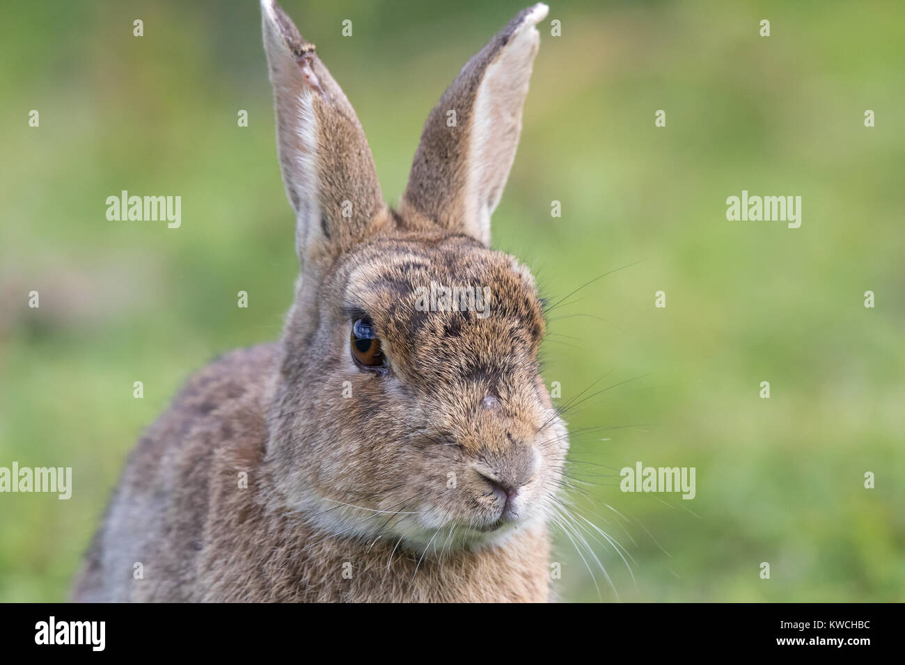 Rabbit injured hi-res stock photography and images - Alamy