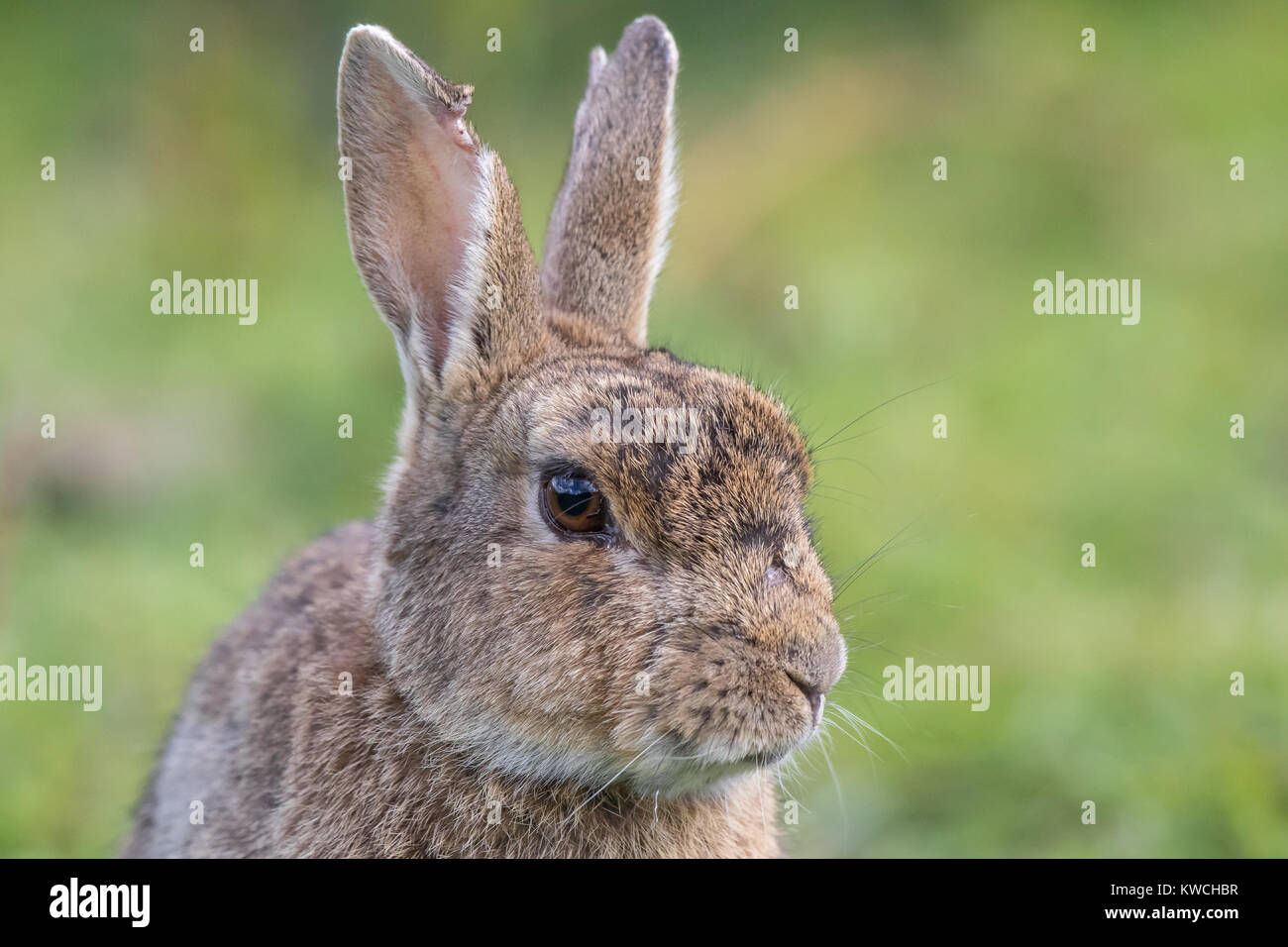 Injured rabbit hi-res stock photography and images - Alamy