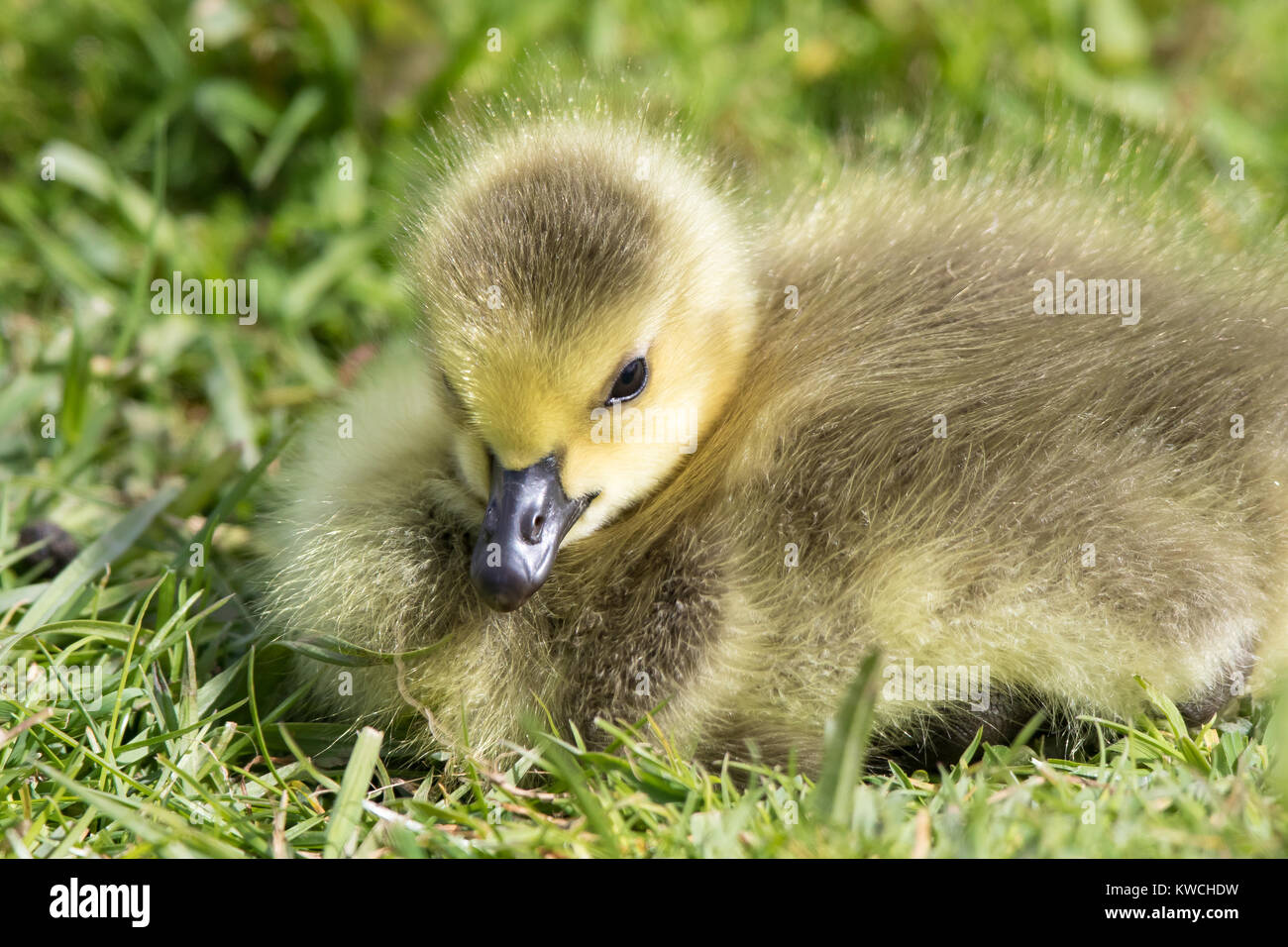 Close up of downy UK Canada gosling chick (Branta canadensis) nestled ...
