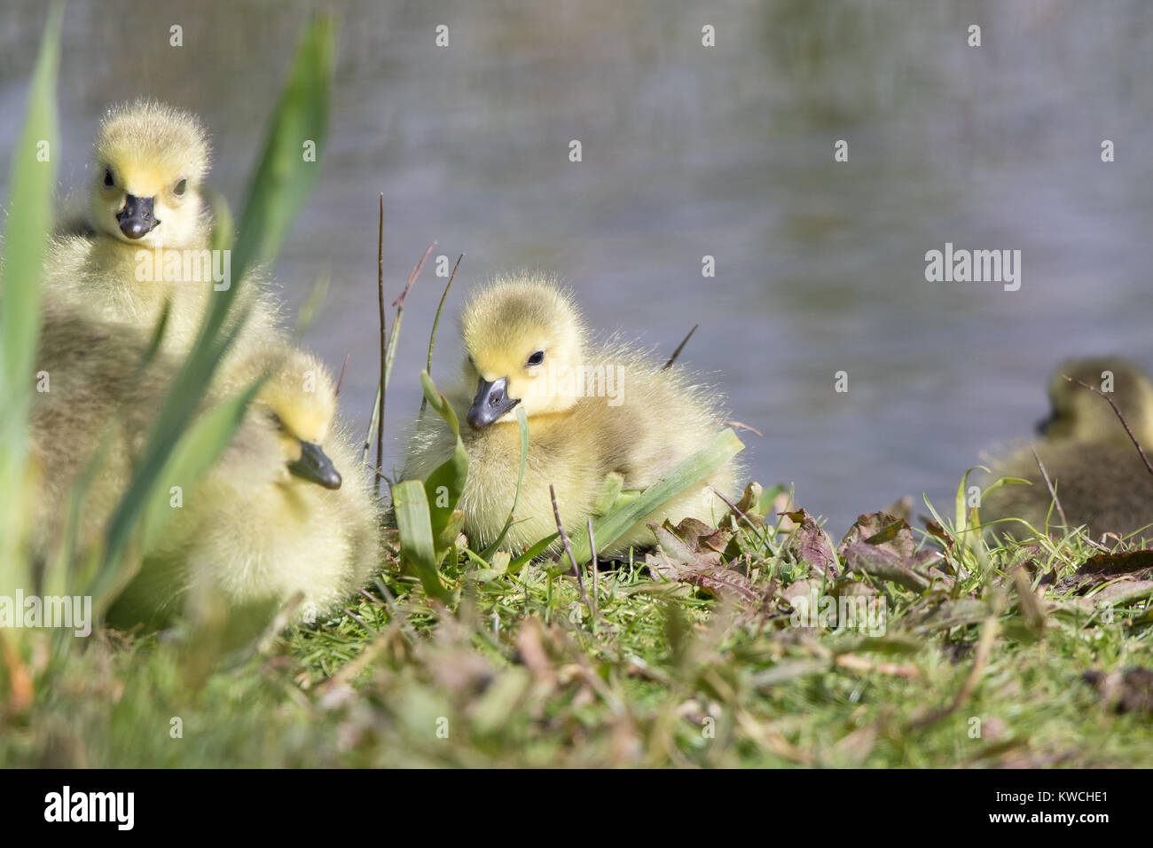 Goslings chicks hi-res stock photography and images - Alamy