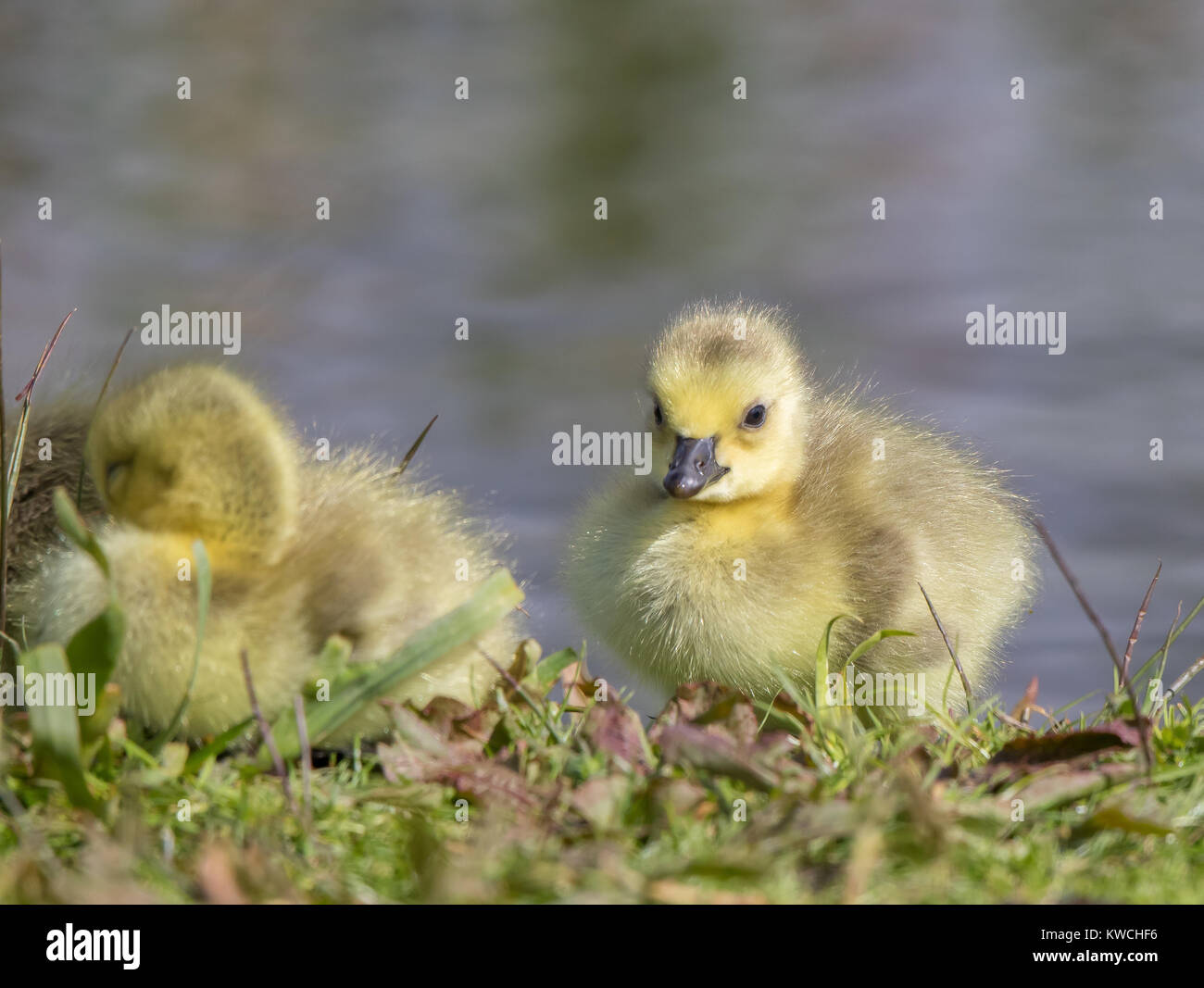 Canada Geese Fluffy Baby Bird High Resolution Stock Photography and ...
