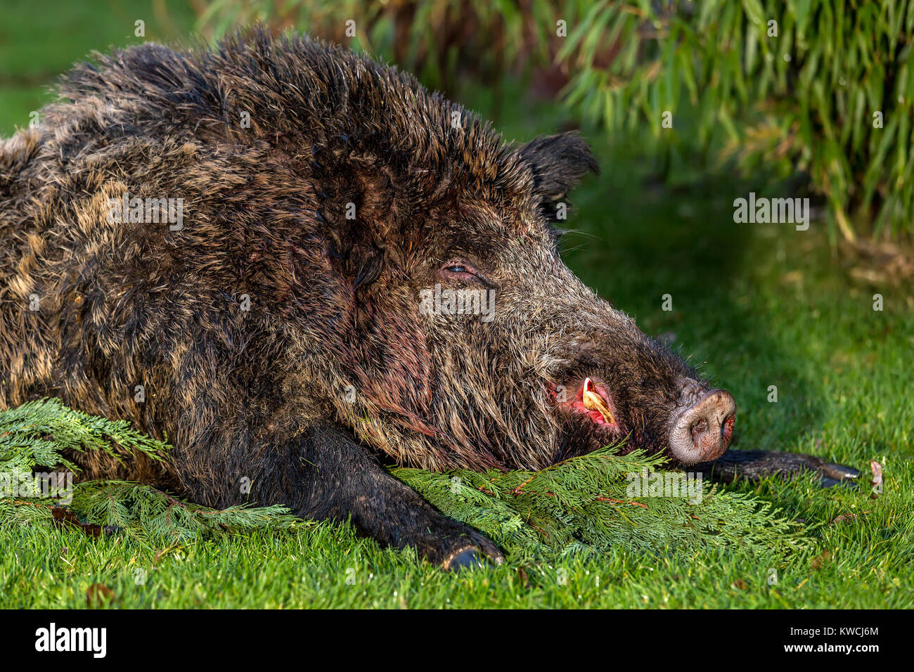 With Dead Wild Boar High Resolution Stock Photography and Images - Alamy