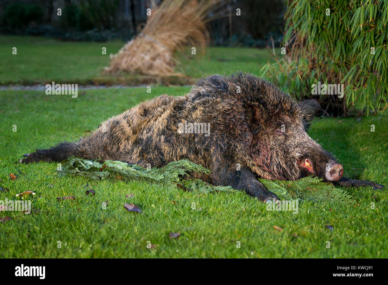 Boar hunting hi-res stock photography and images - Alamy