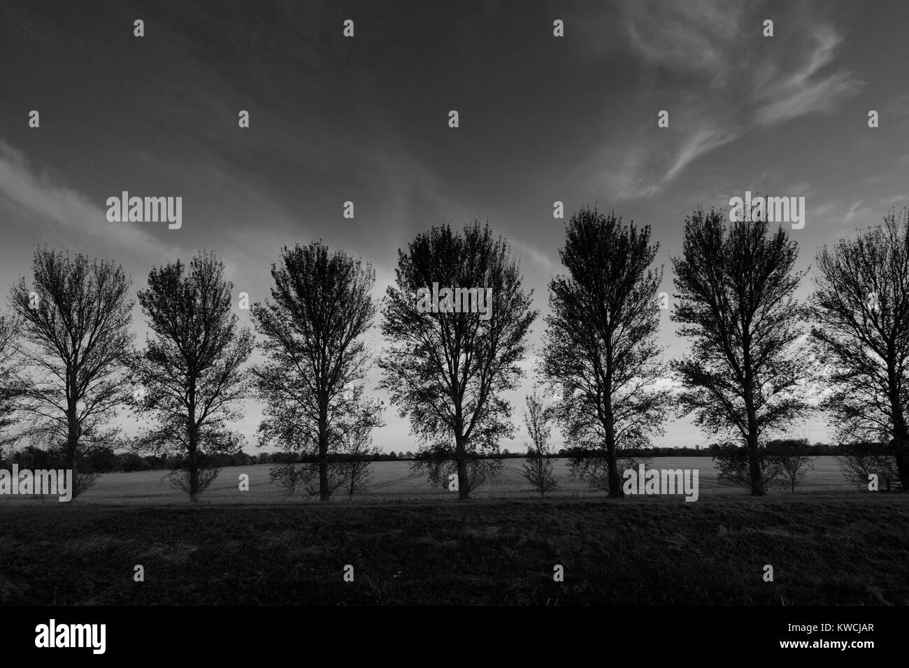 Black pine trees uk hi-res stock photography and images - Alamy