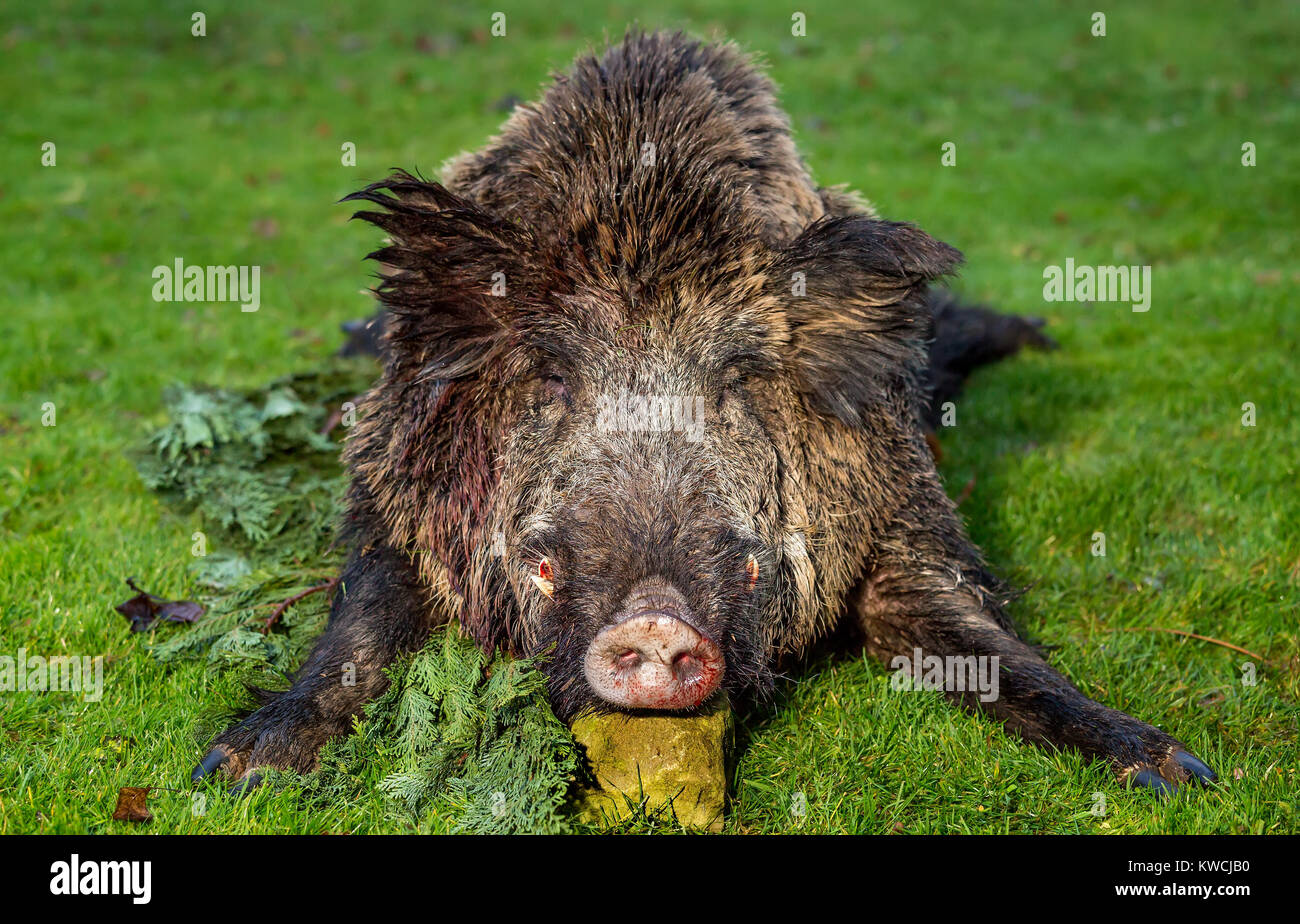 wild boar - hunting prey Stock Photo - Alamy