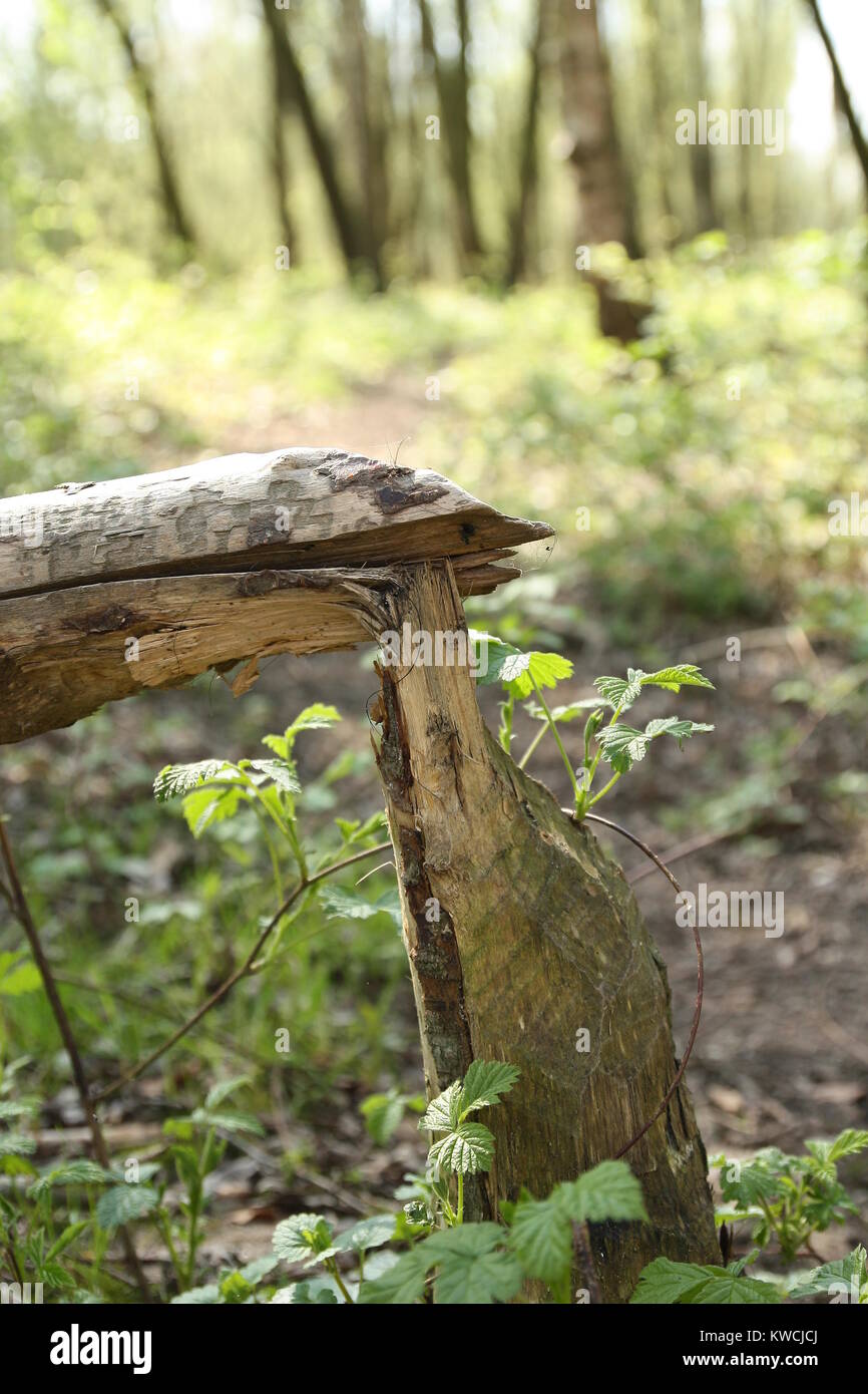 Signs of beaver in the forest Stock Photo - Alamy