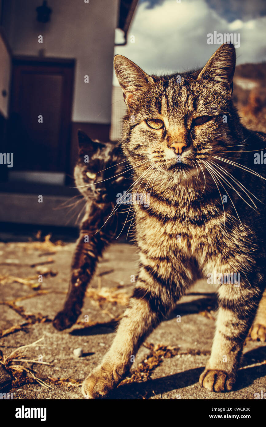 two cats staring at the camera Stock Photo - Alamy