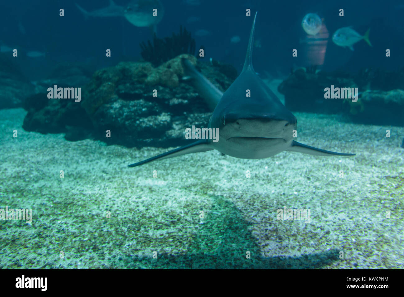 Real Shark Underwater in Blue Natural Aquarium Stock Photo - Alamy