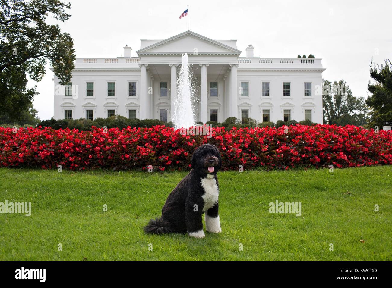 Bo, the Obama family dog, on the North Lawn of the White House, Sept ...