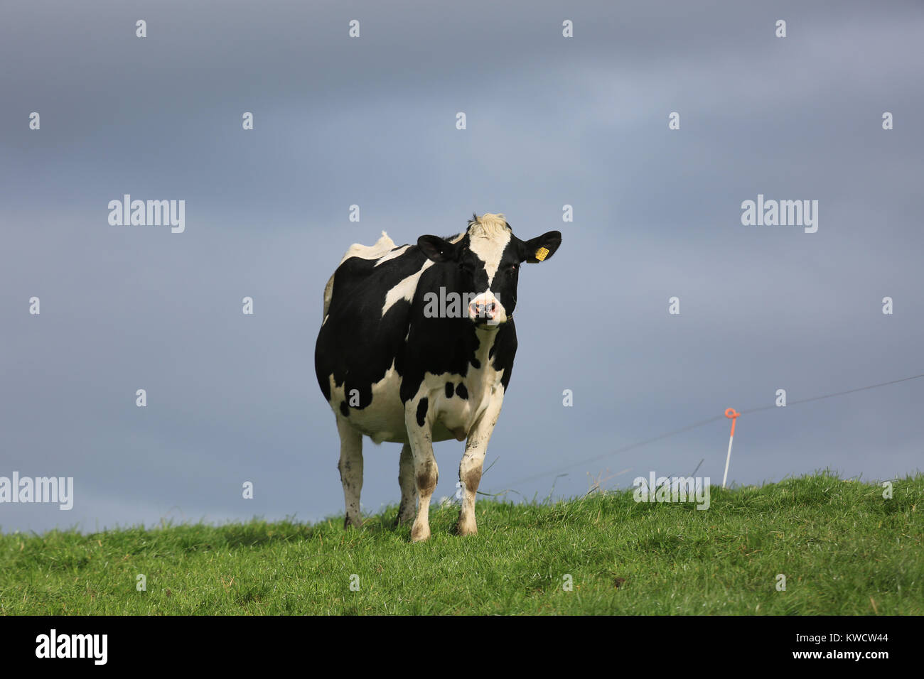 Outstanding in their field hi-res stock photography and images - Alamy