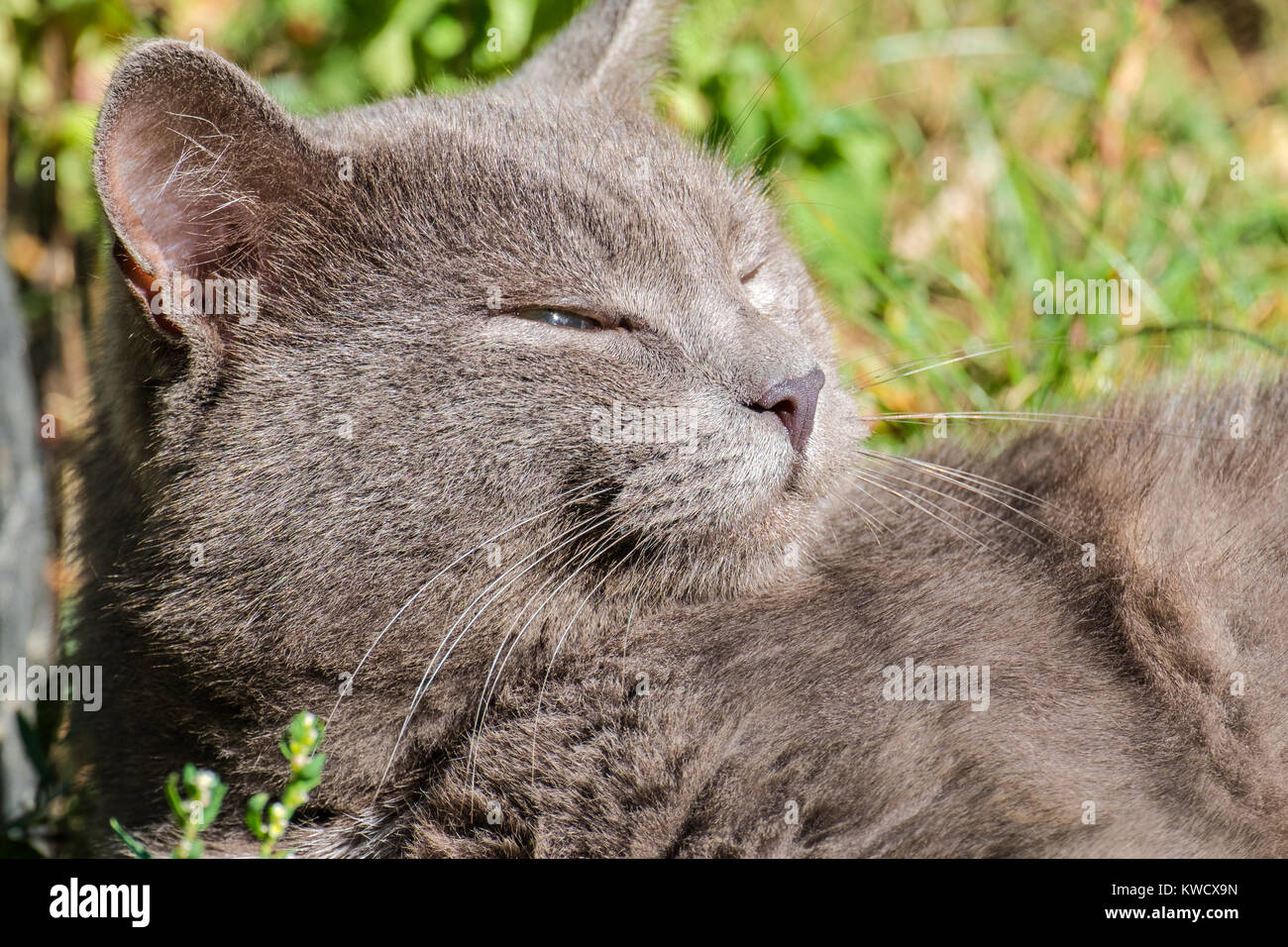 Beautiful ashen cat is dozing lighted by the warm rays of the sun ...
