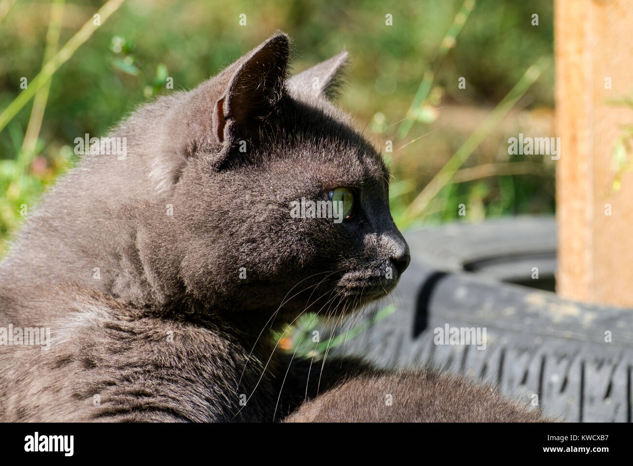 Beautiful ashen cat looking away (Russian Blue Stock Photo - Alamy