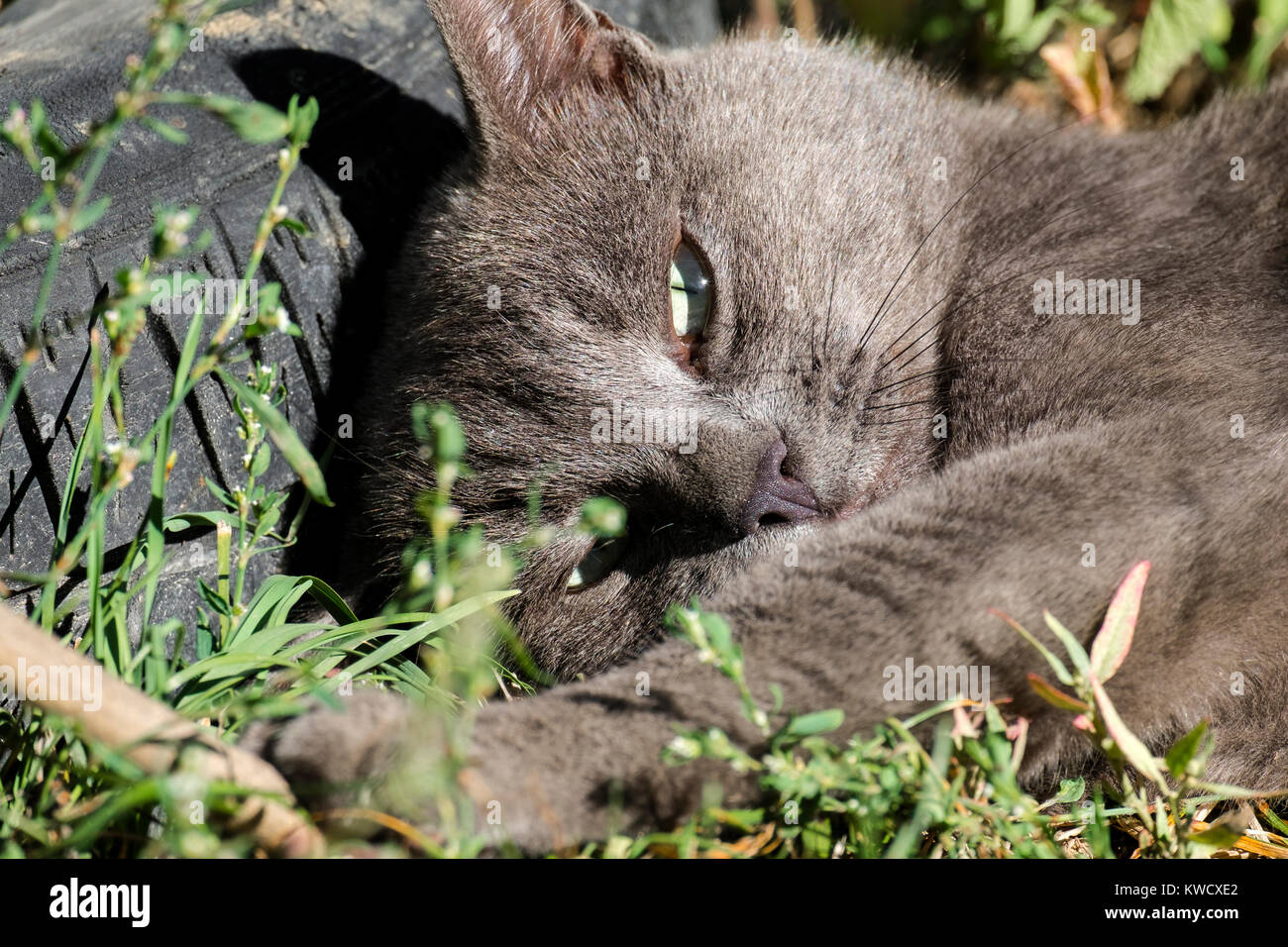 Beautiful ashen cat opened his green eyes (Russian Blue Stock Photo - Alamy