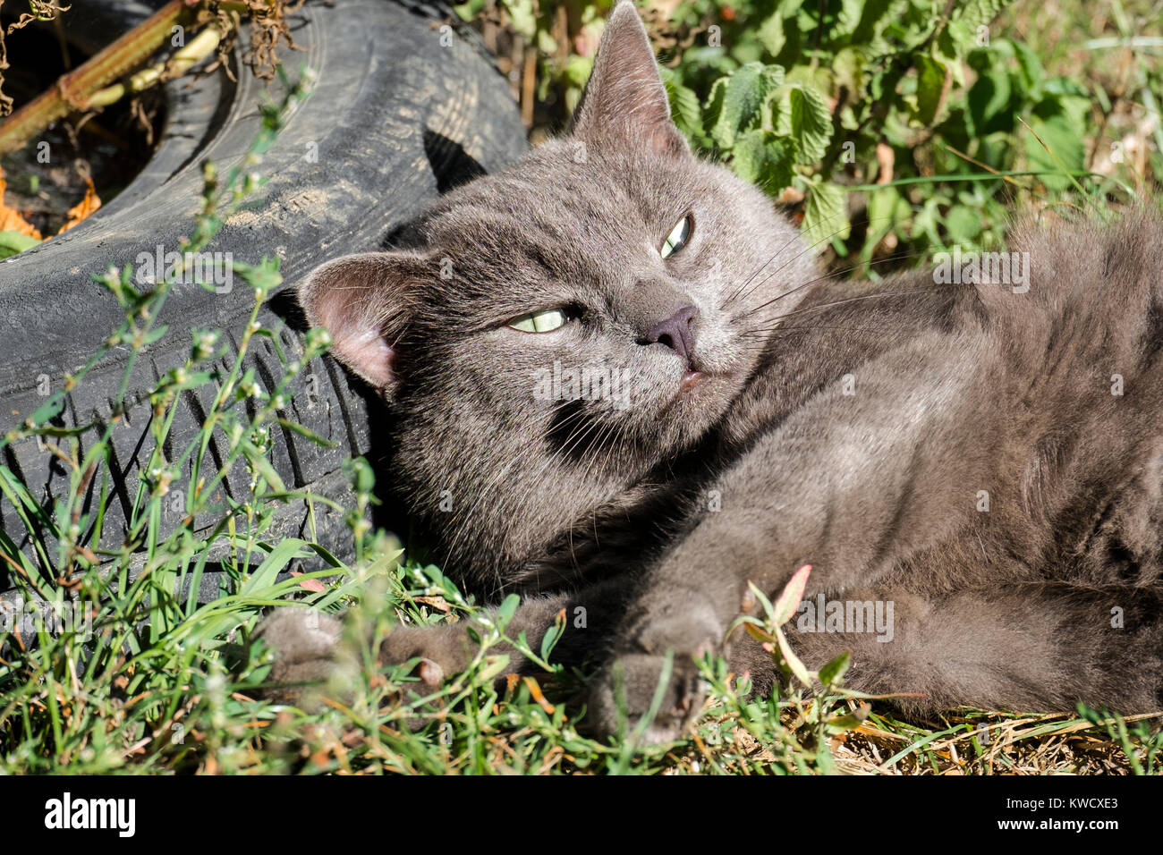 Beautiful ashen cat luxuriated on the grass (Russian Blue Stock Photo ...