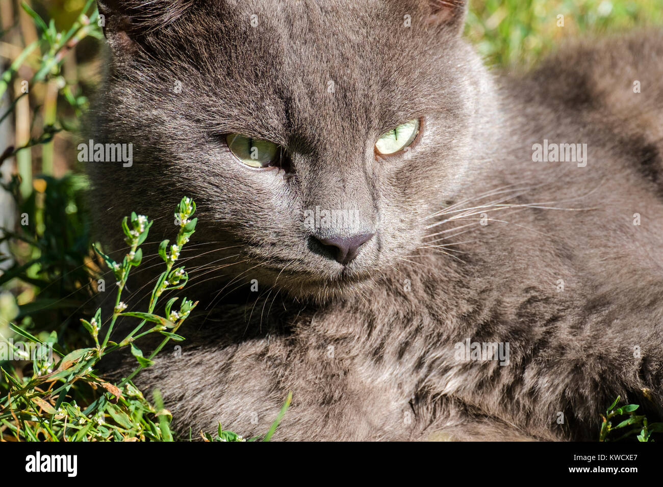 Beautiful ashen cat with a serious look (Russian Blue Stock Photo - Alamy