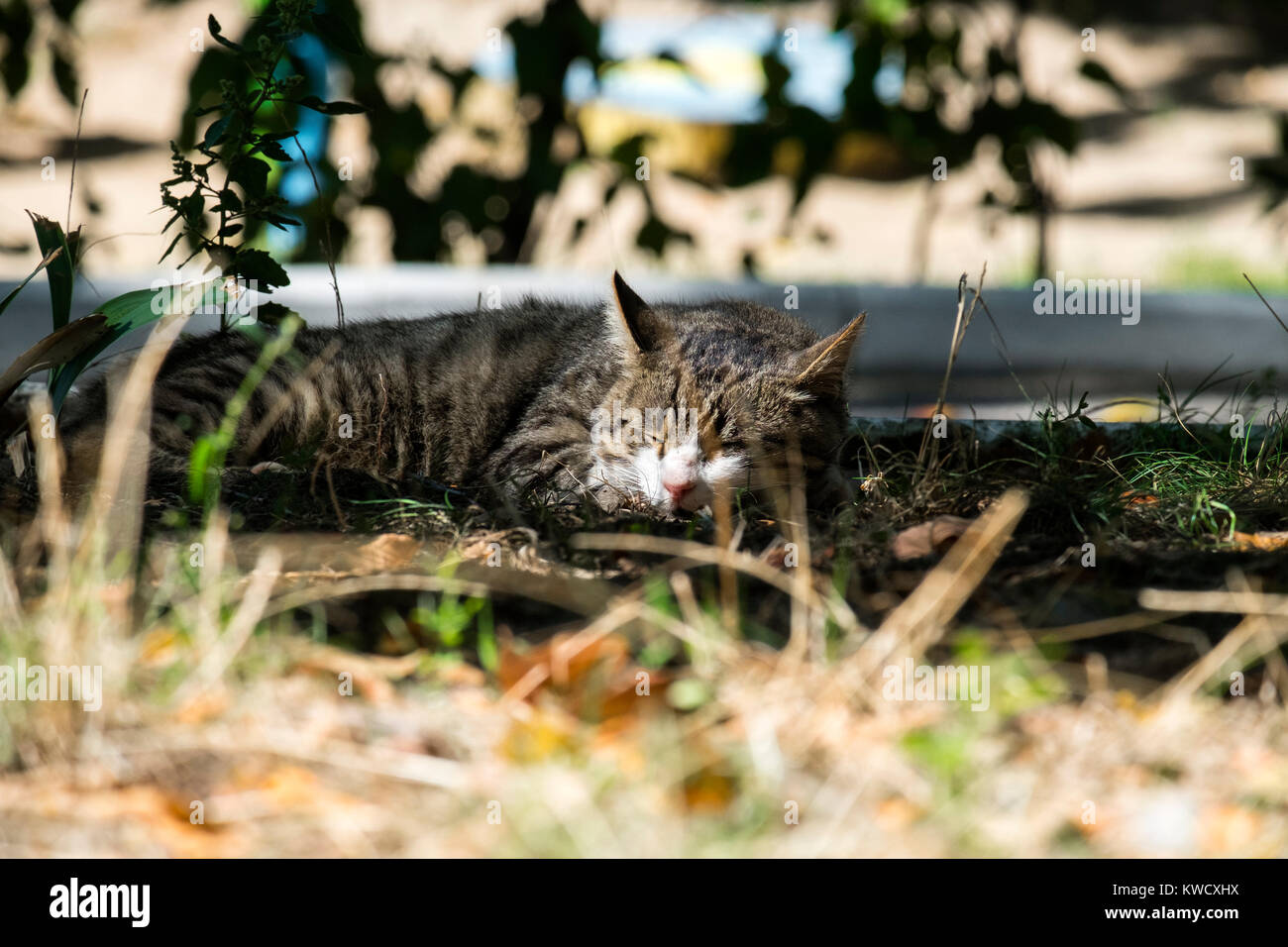 Common tabby cat dozing in the sun Stock Photo - Alamy