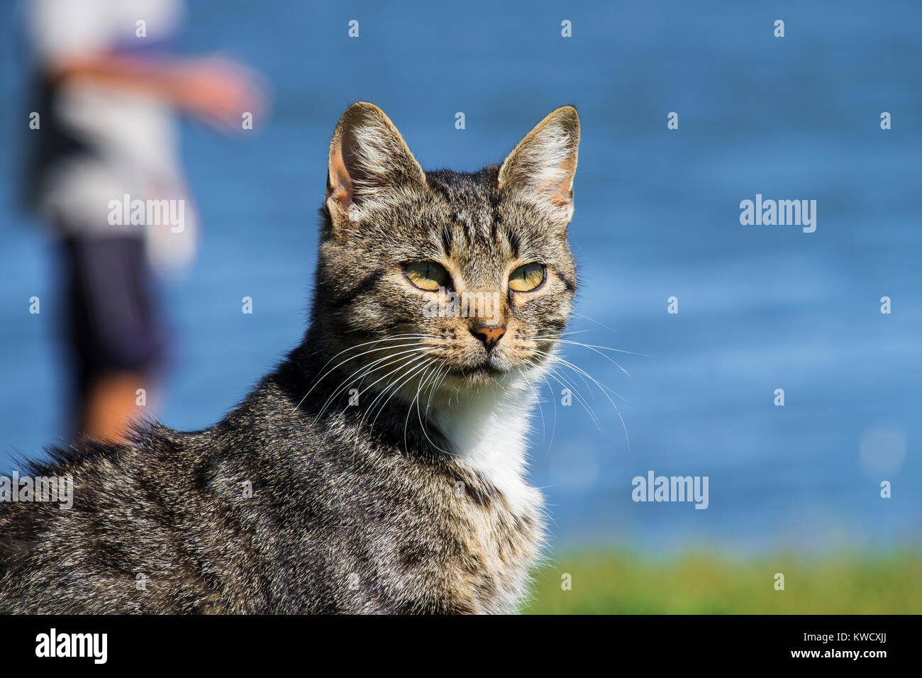 Common tabby cat looking for a target Stock Photo - Alamy