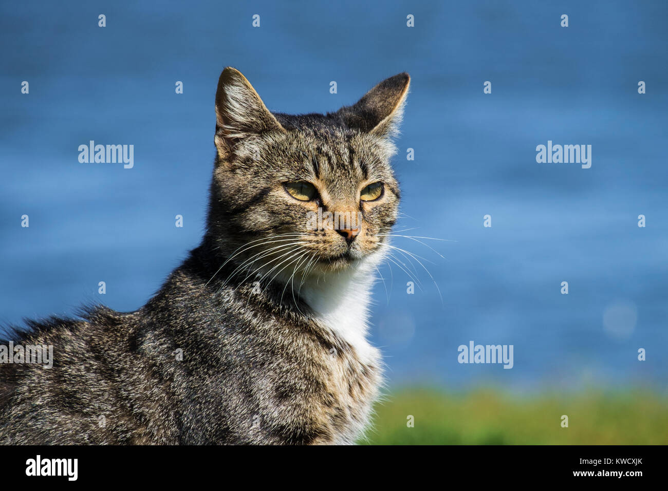 Common tabby cat looking for a target Stock Photo - Alamy