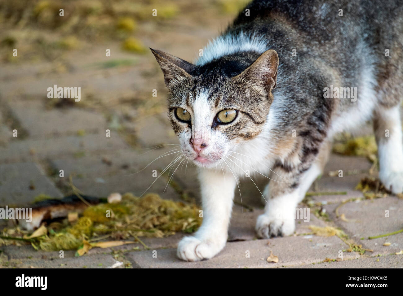 Fighting cat named Sarah is preparing to attack Stock Photo - Alamy