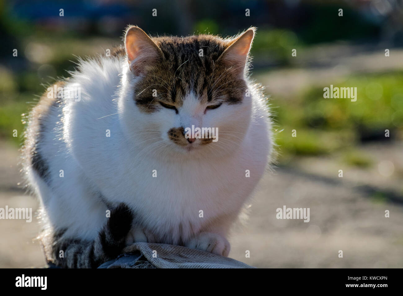 Imposing cat sitting with her eyes closed in pleasure Stock Photo - Alamy