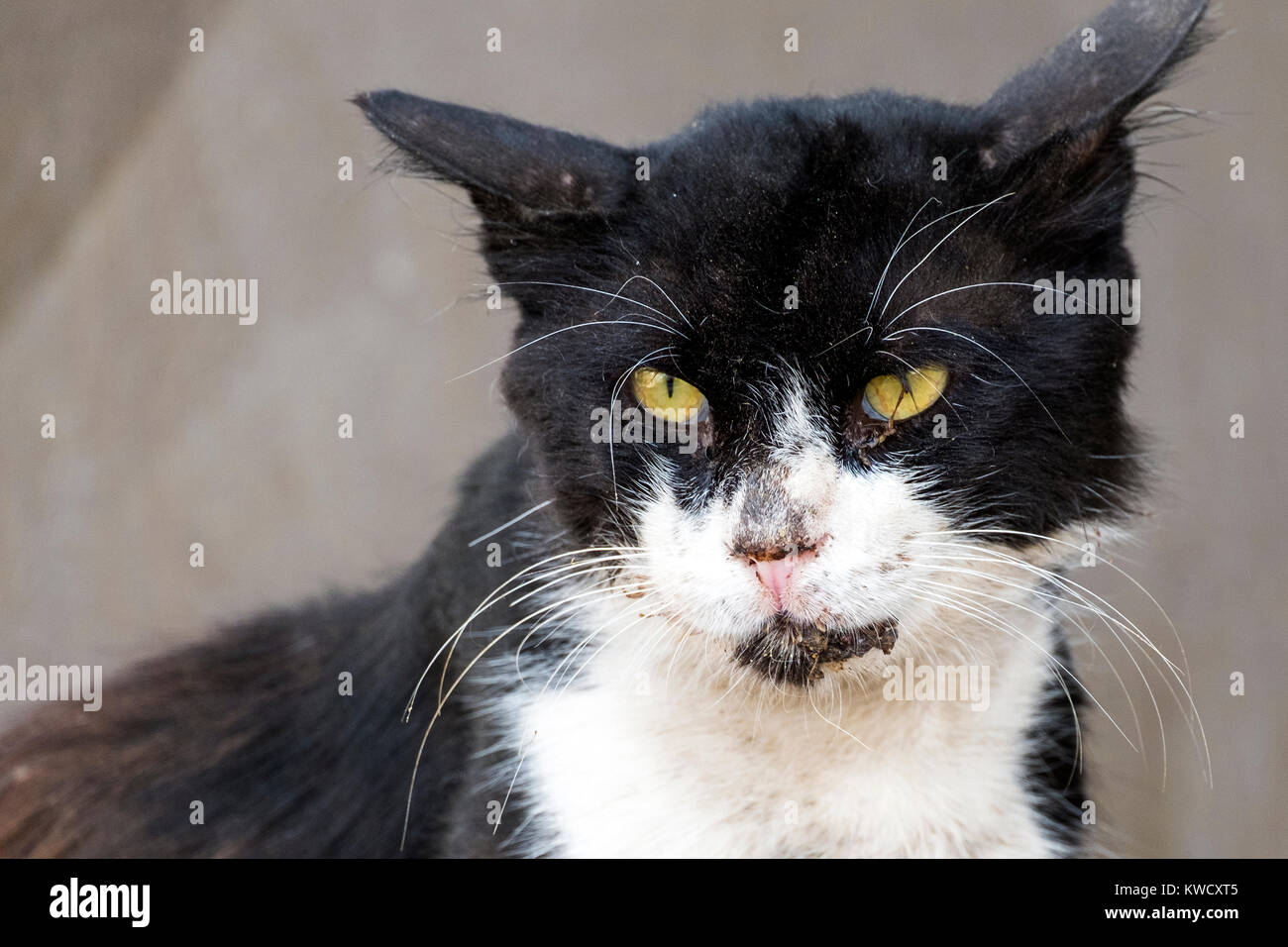 Poor shabby black-and-white cat with gaunt eyes Stock Photo - Alamy
