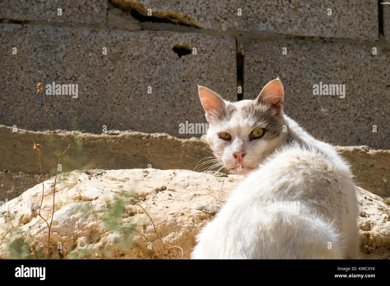 Very careful and cunning cat Lucifer sensed danger Stock Photo - Alamy