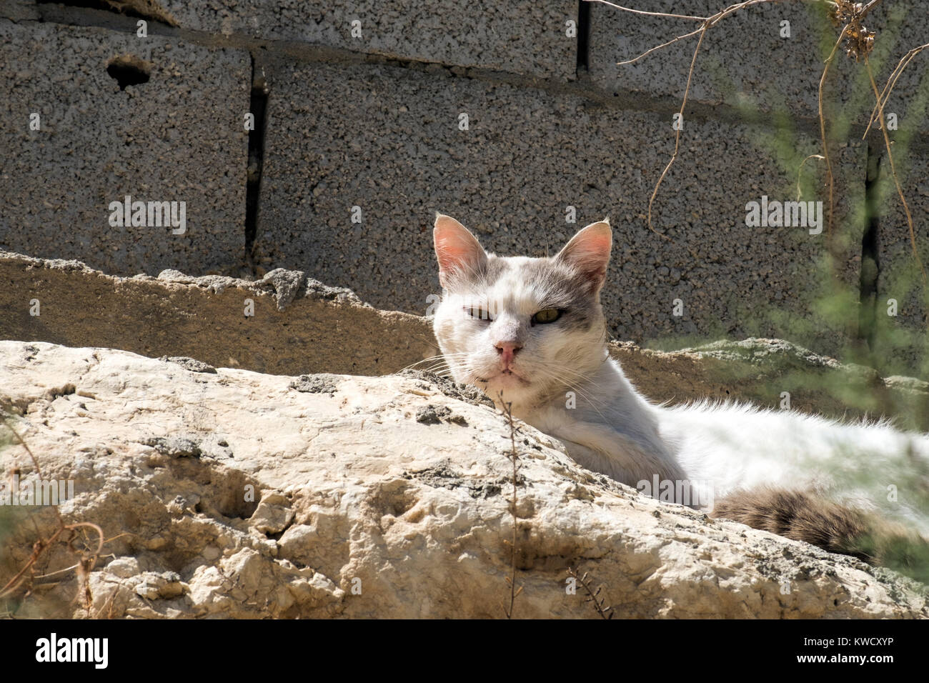 Very cautious and cunning cat Lucifer looks at all from high Stock ...